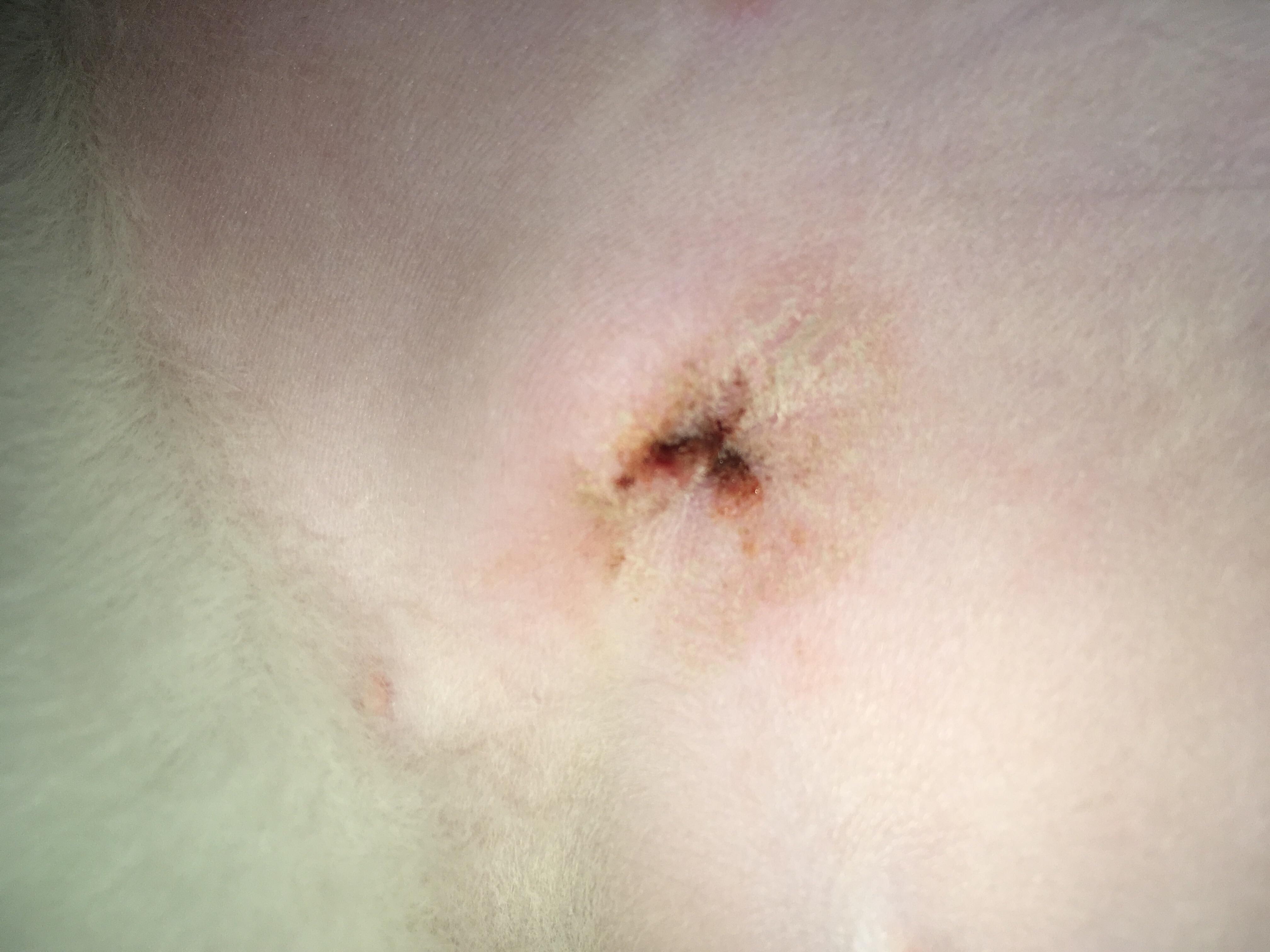 Is Your Cat's Spay Incision Healing Well After 3 Days | Petco