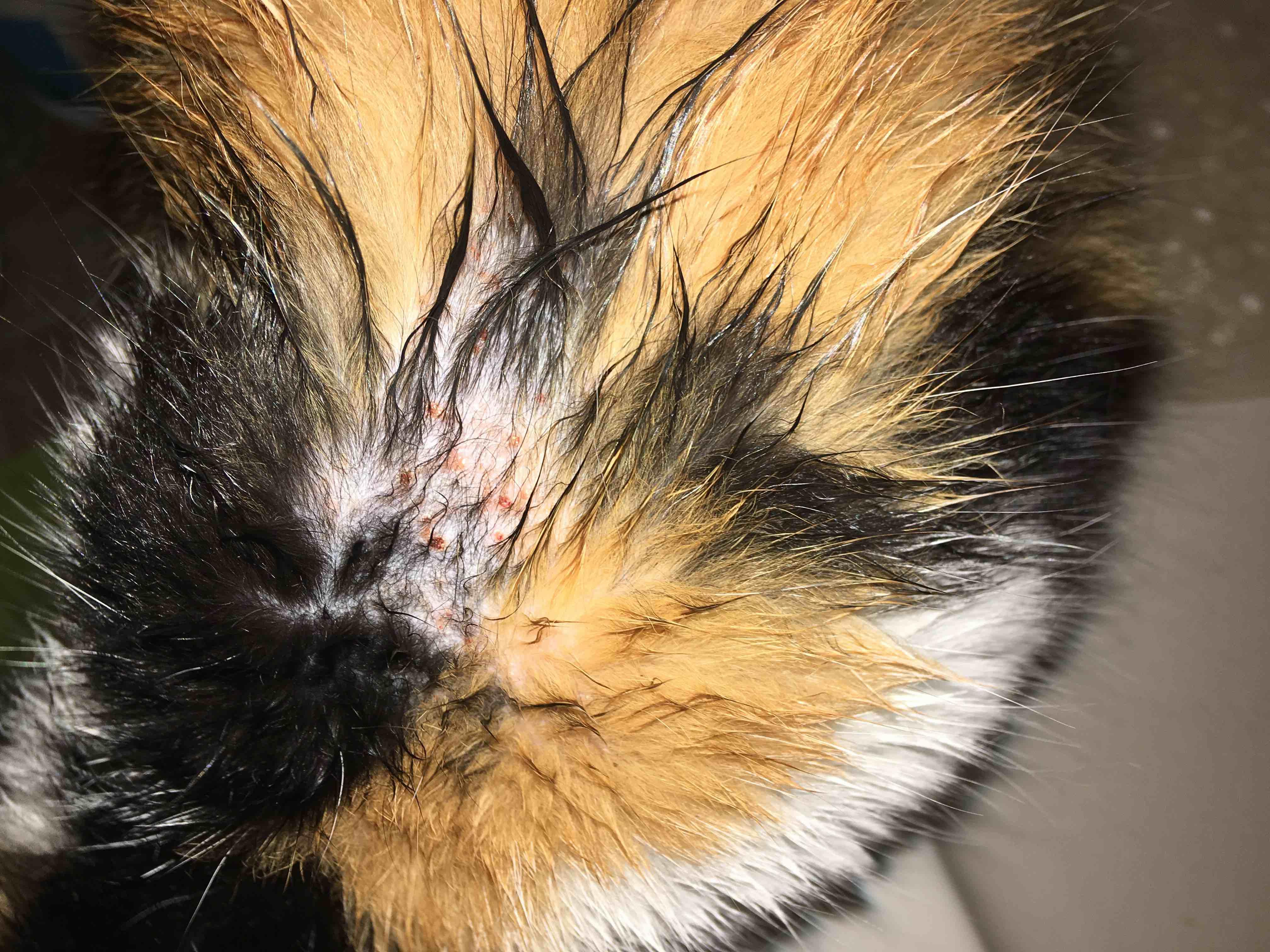 How to help cat scratching, licking, bumps, bald spots before vet? | Petco