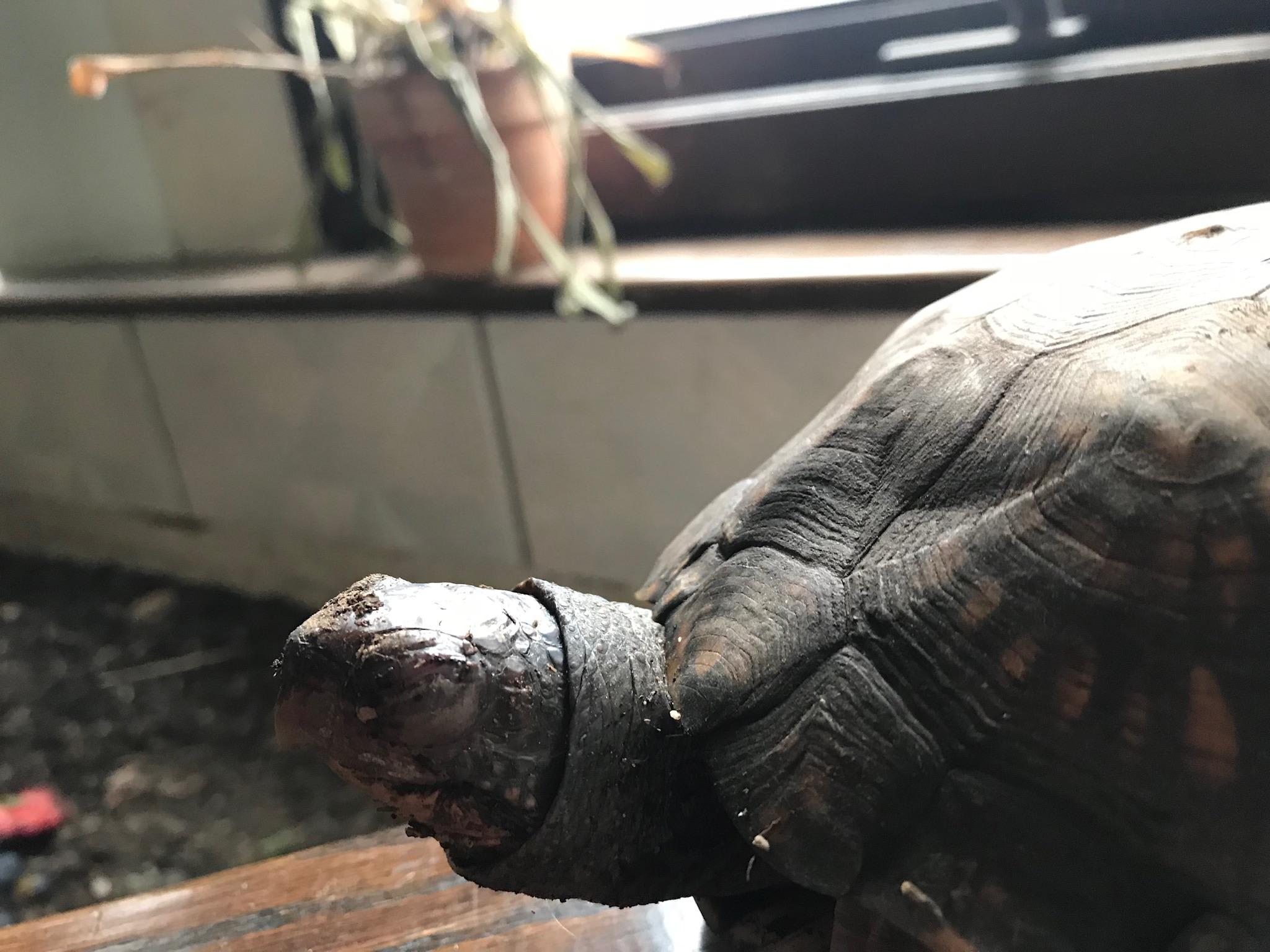 My Box Turtle Has Puffy Eyes & Isn't Eating: Eye Infection? | Petco