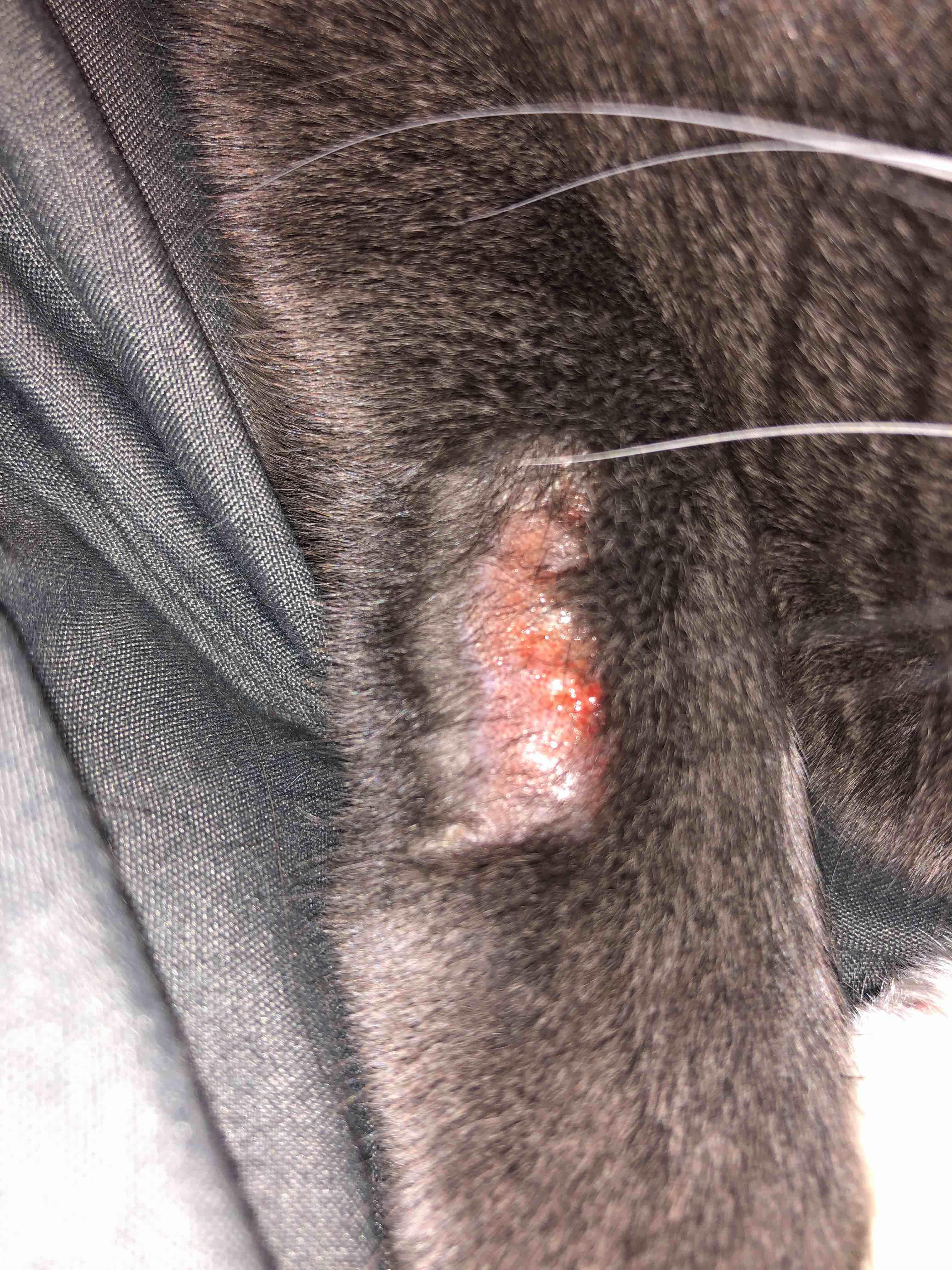 My Cat's Leg Wound Has Yellow Ooze: Is It Infected? Vet Needed? | Petco