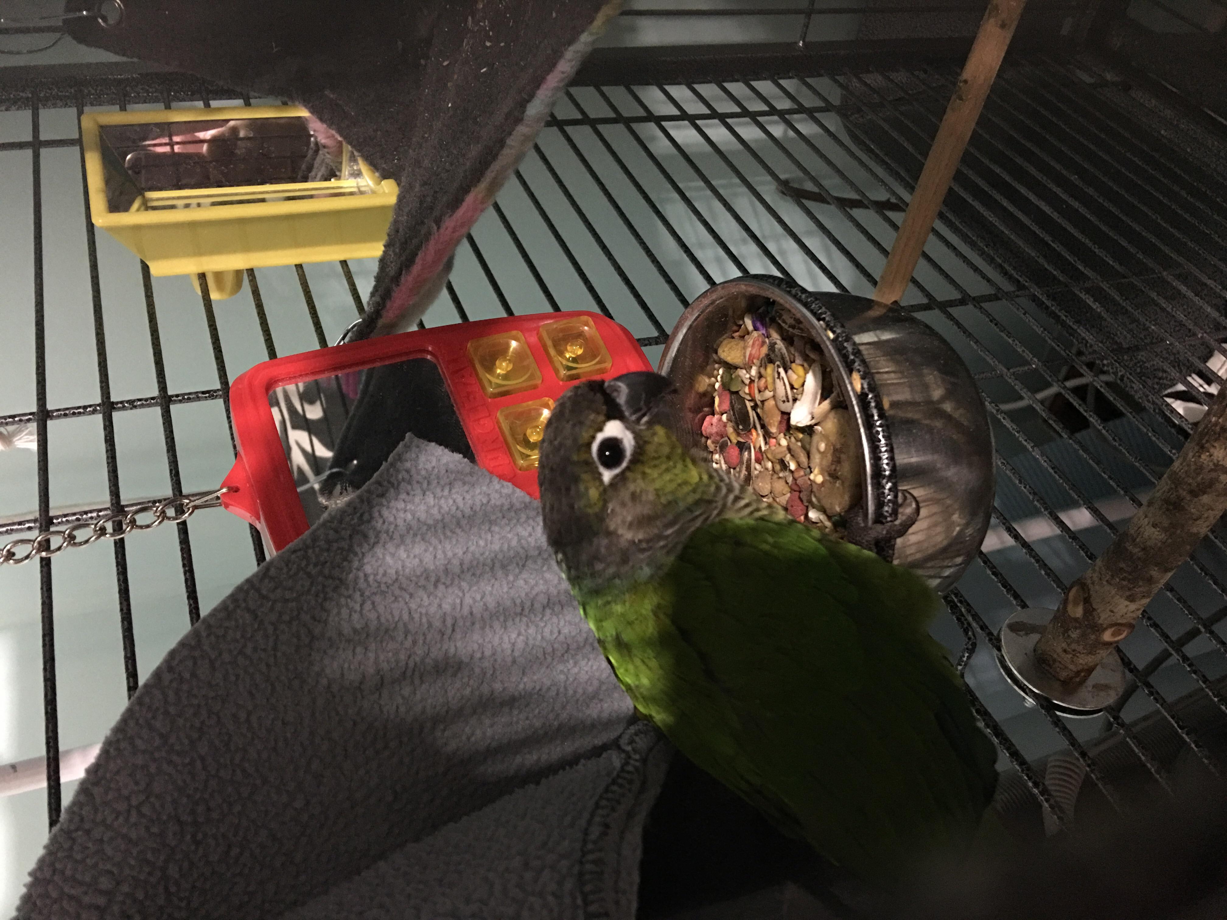 My Green Cheek Conure is Sick: Coughing, Puffed, Watery Poop | Petco