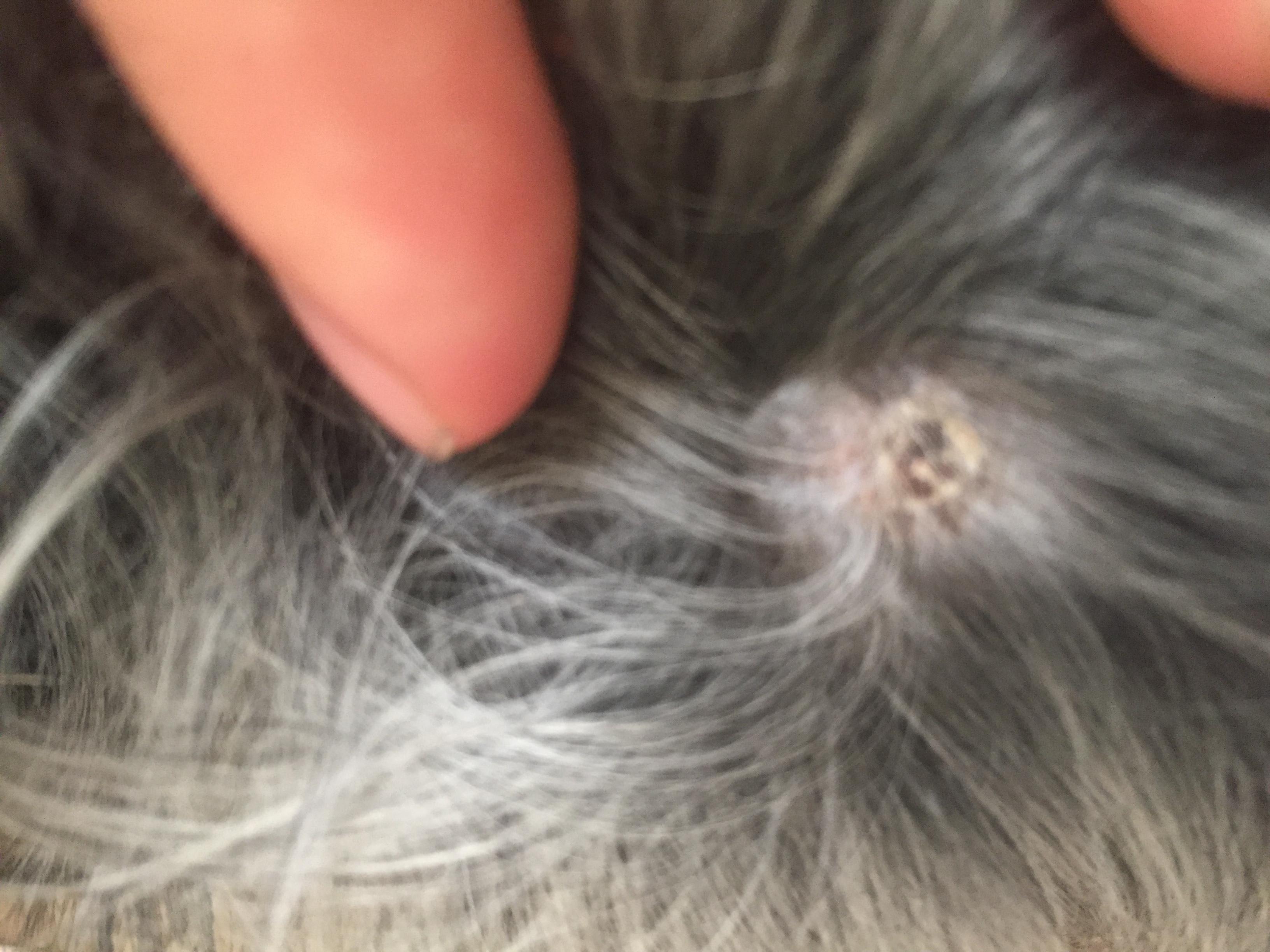My dog has a dry scab on his neck. Is it normal or concerning? | Petco