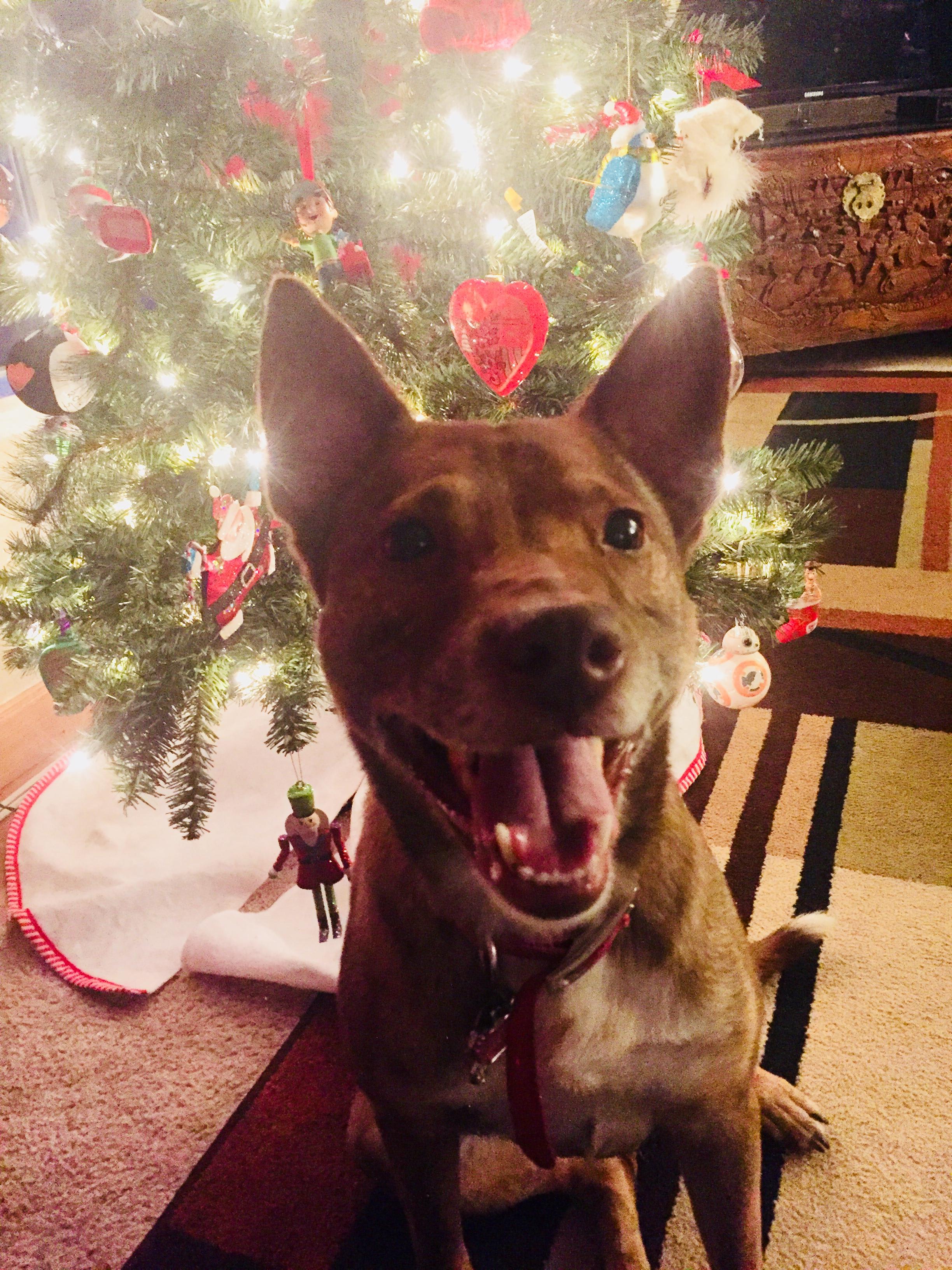My dog is slow, wincing, and won't jump or play. What's wrong? | Petco