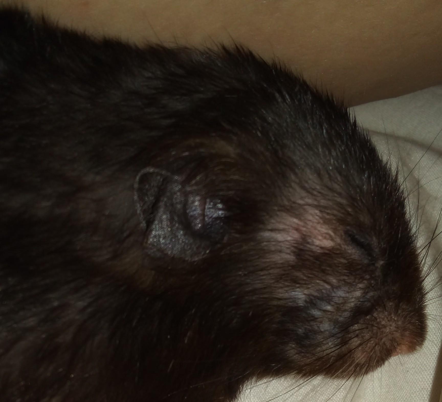Hamster Losing Face Hair After Sticky Eye: Is Rubbing the Cause? | Petco