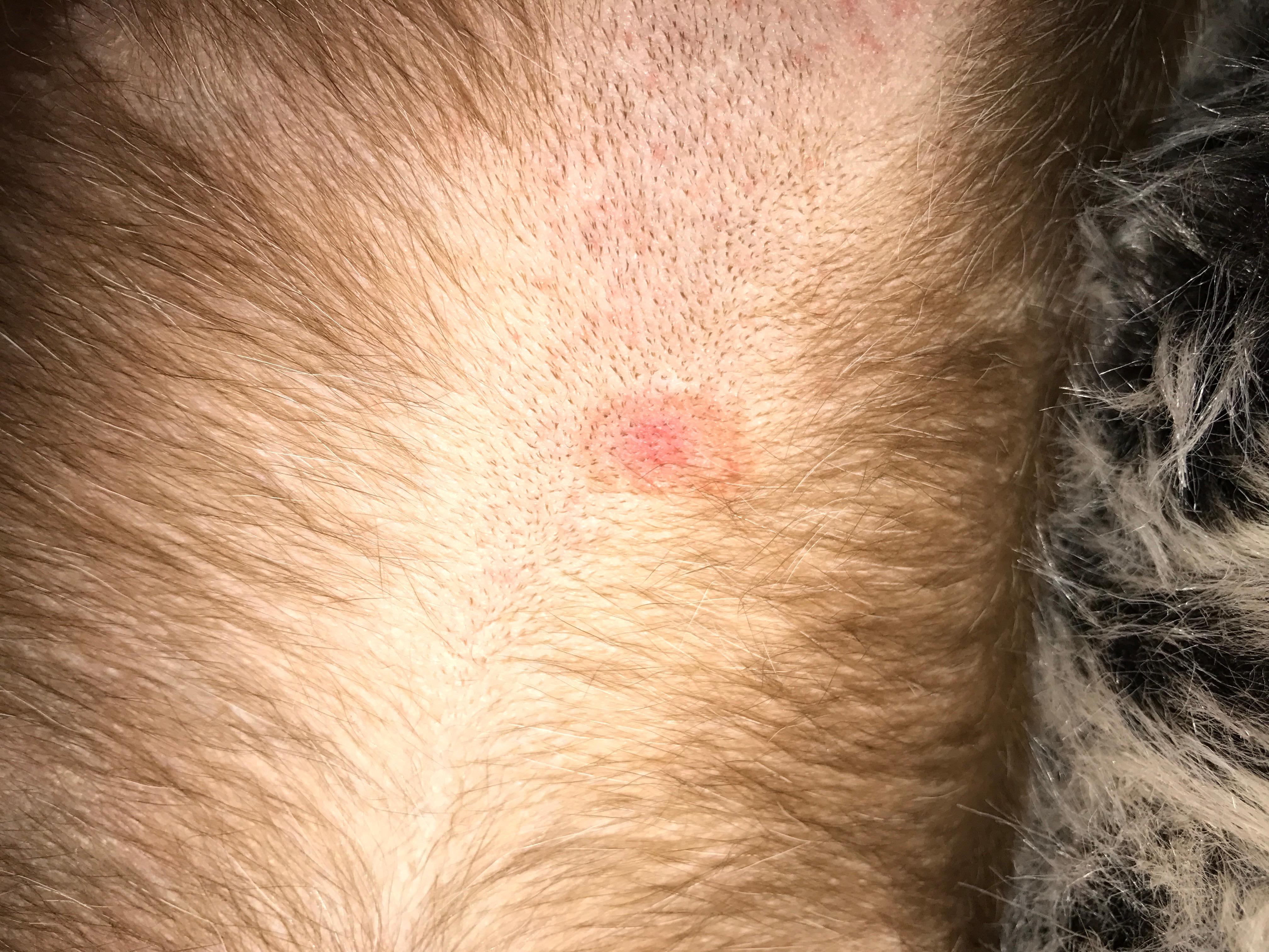 What's that Spot on Your Dog's Belly? Bite, Tick, or Ringworm? | Petco
