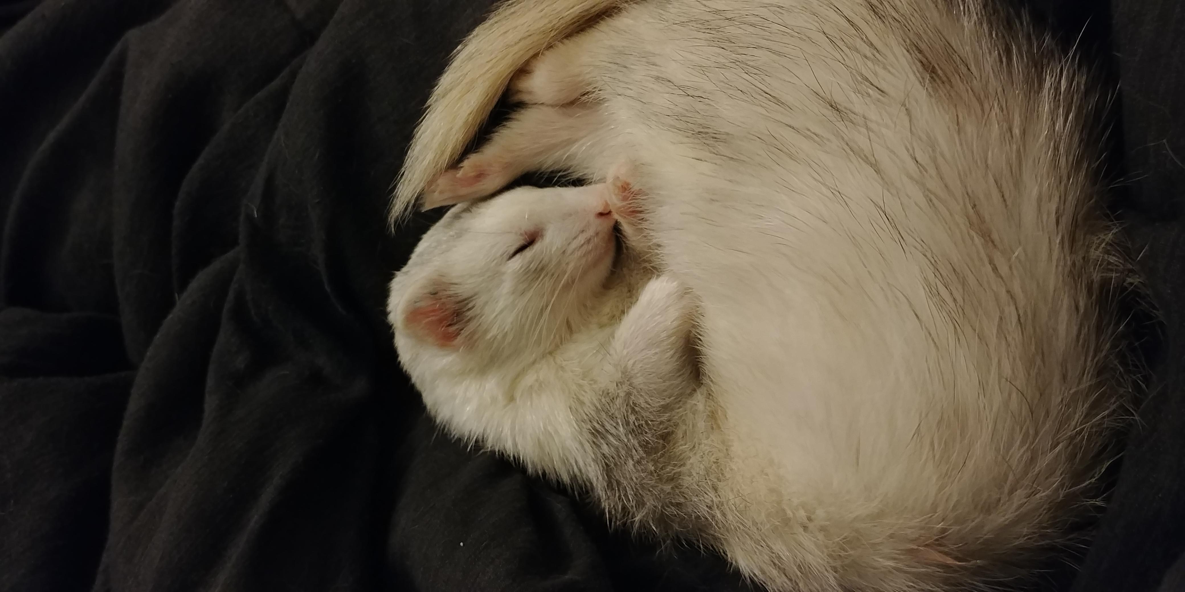 Ferret Shaking, Lethargic, 10 Months Old? Vet Can't Find Cause? | Petco