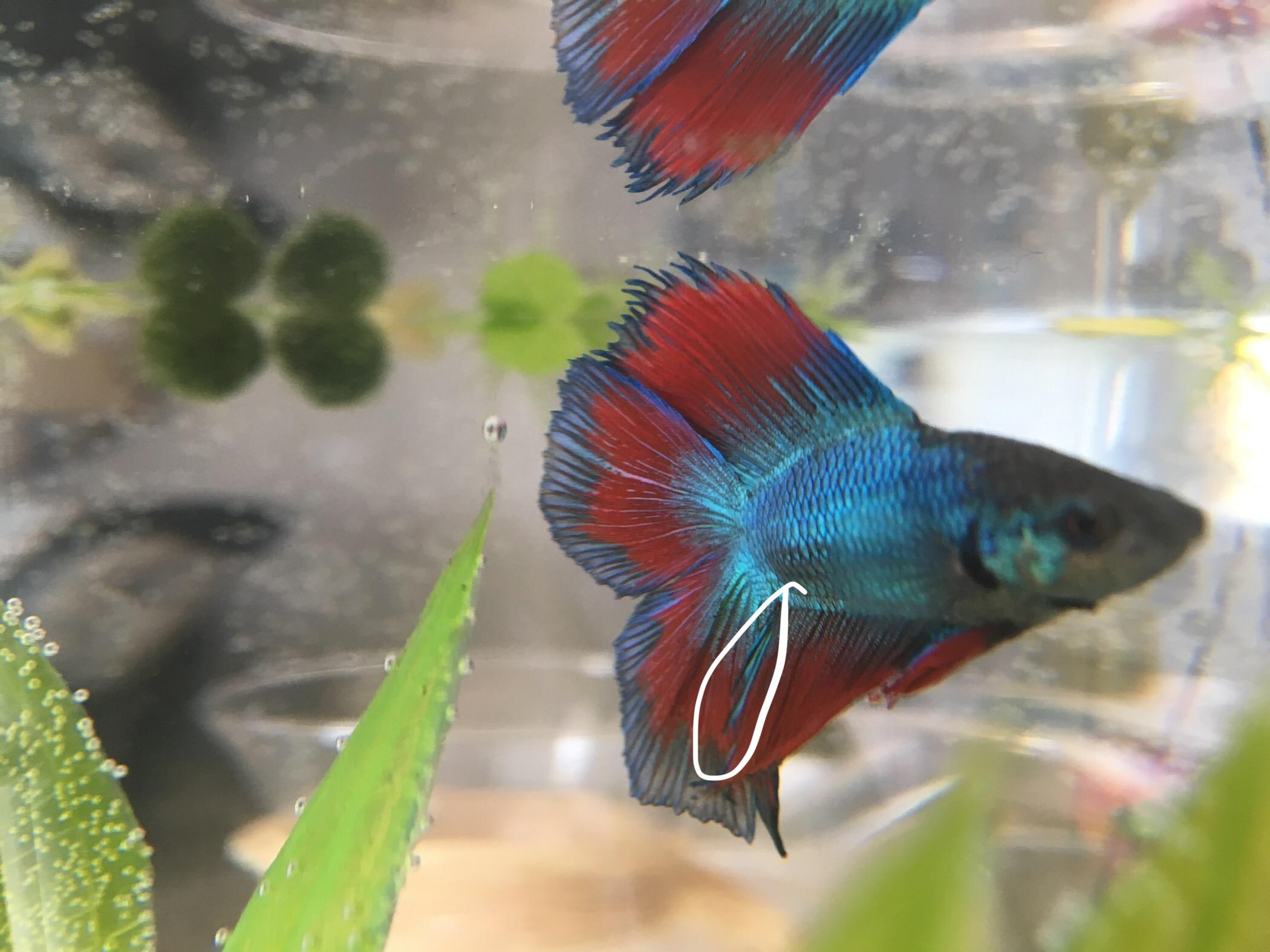 What's Wrong with My Betta's Fins? Cotton Fin or Torn? | Petco
