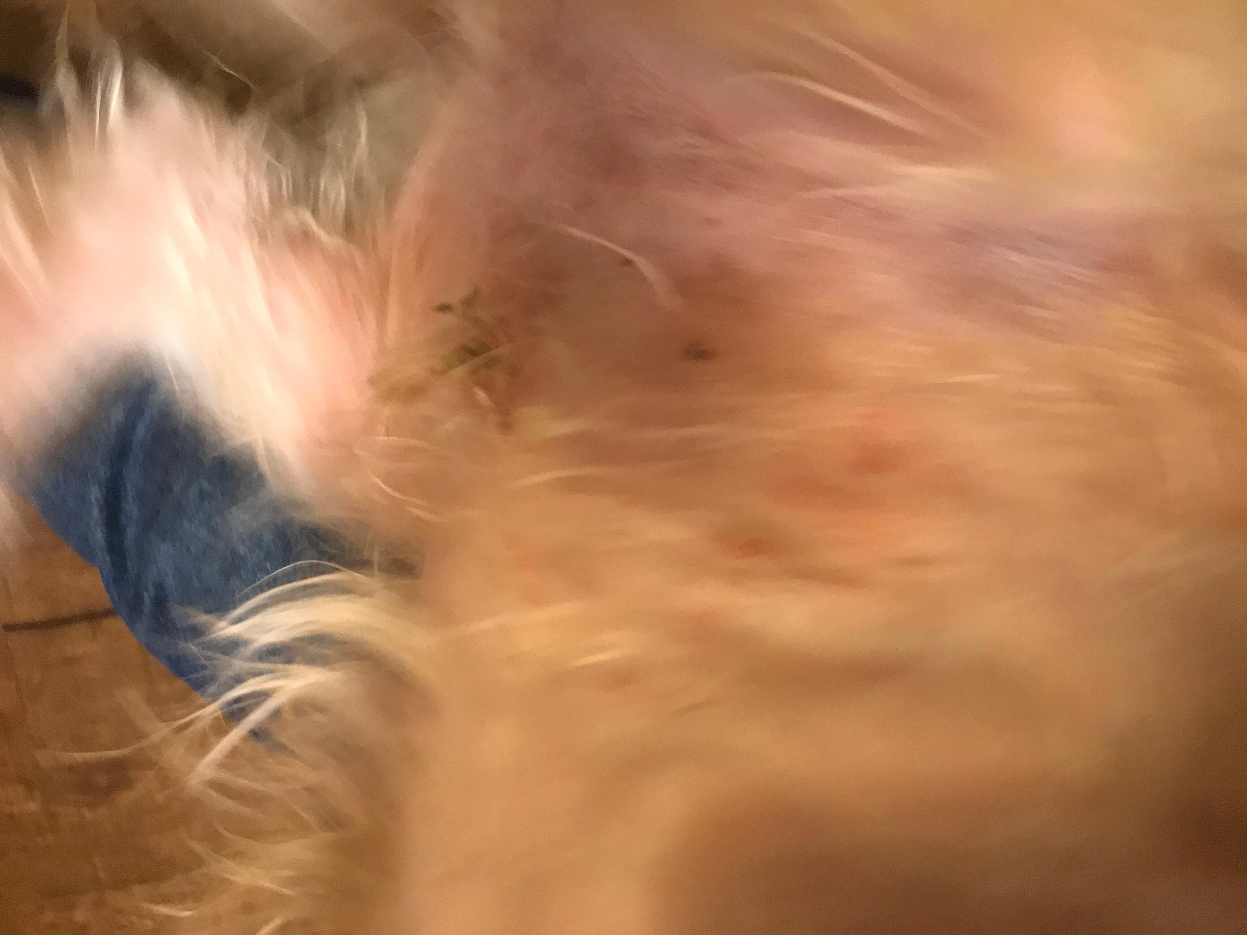 My Dog Has Red Spots & Bites Paws After Fleas. Is It Flea Allergy? | Petco