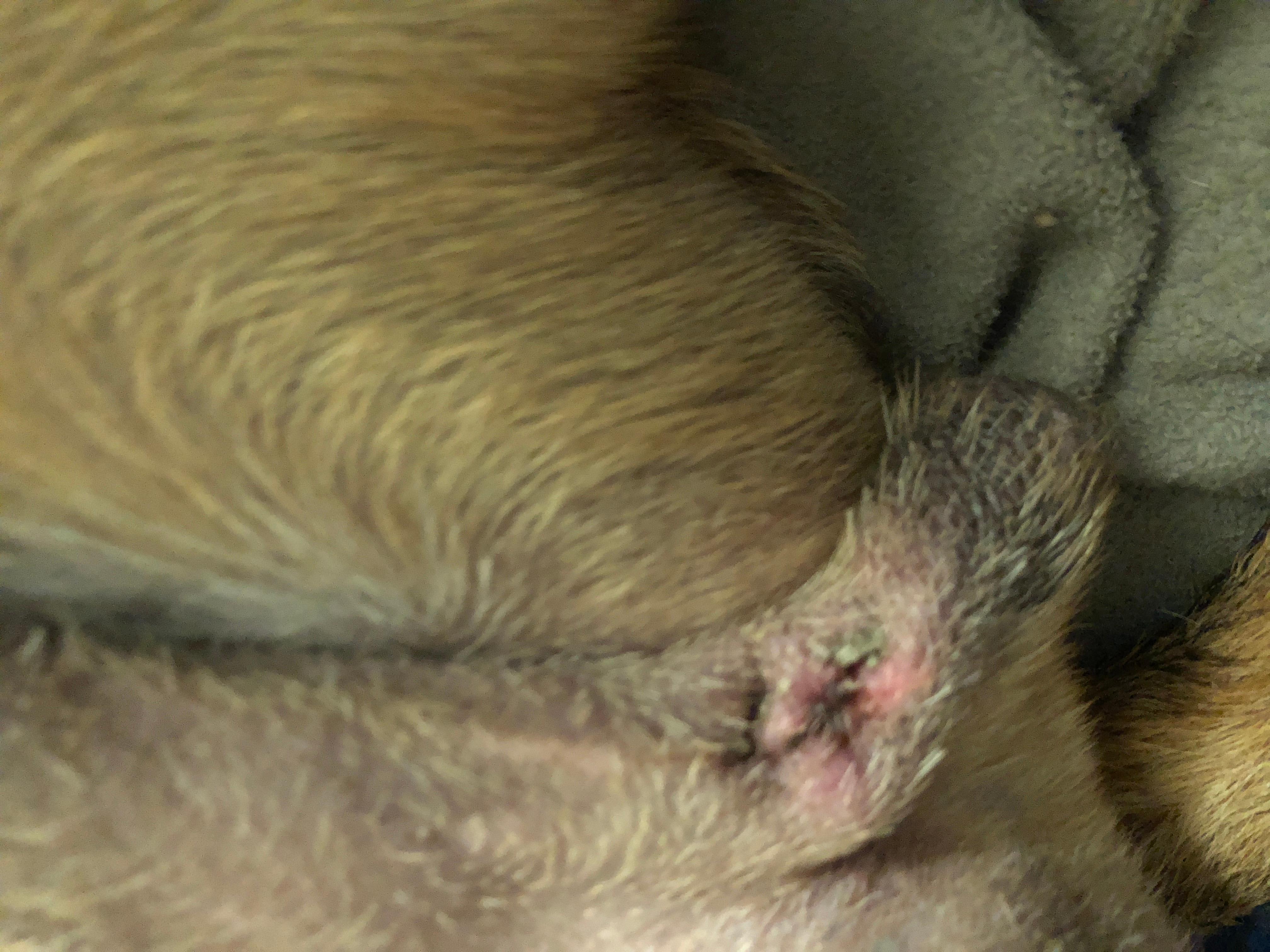 Dog Neuter Incision Red, Pus After Licking: Is It Infected? | Petco