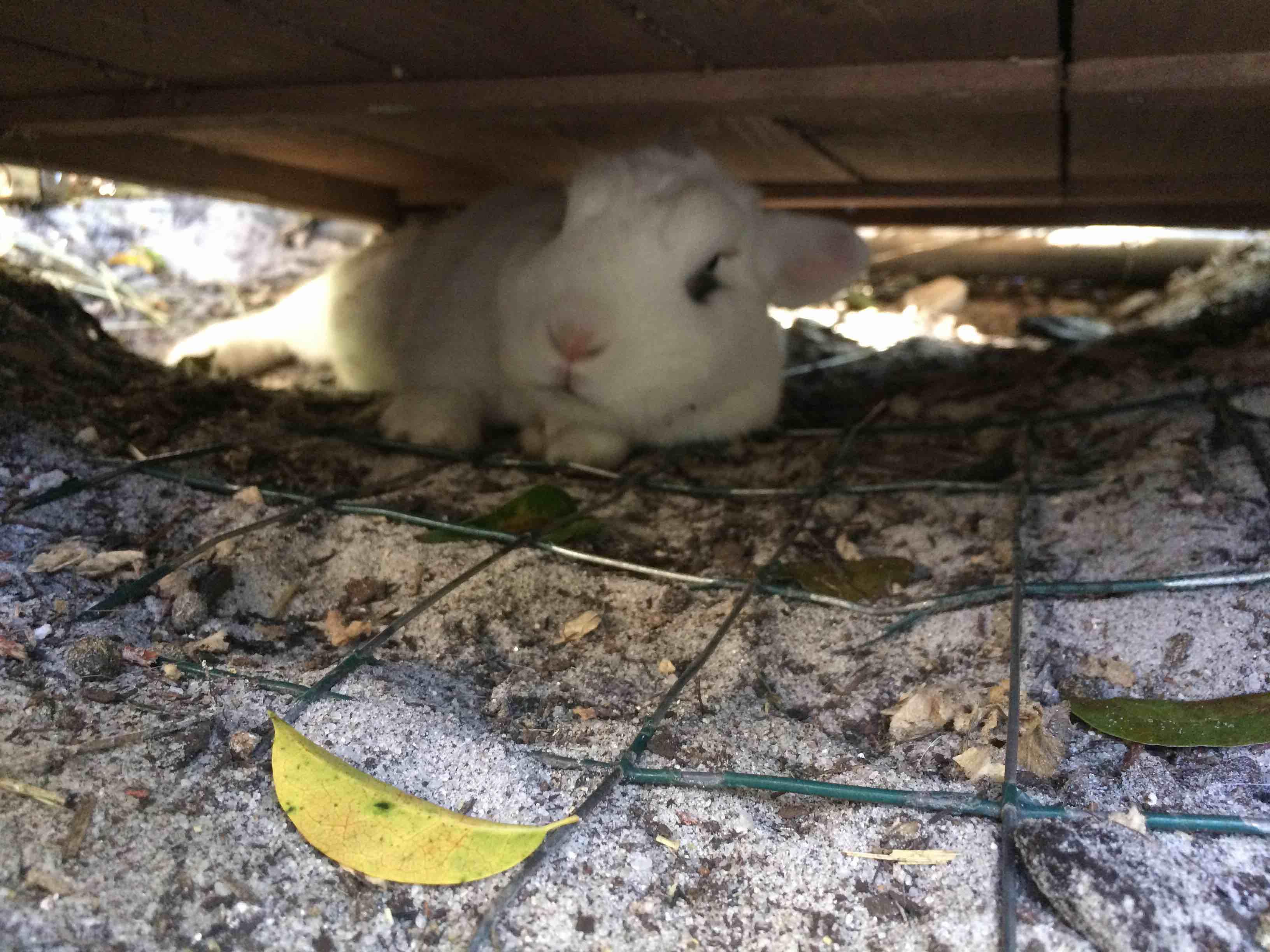 Rabbits in Hot Florida: Convince Parents to Bring Them Inside | Petco