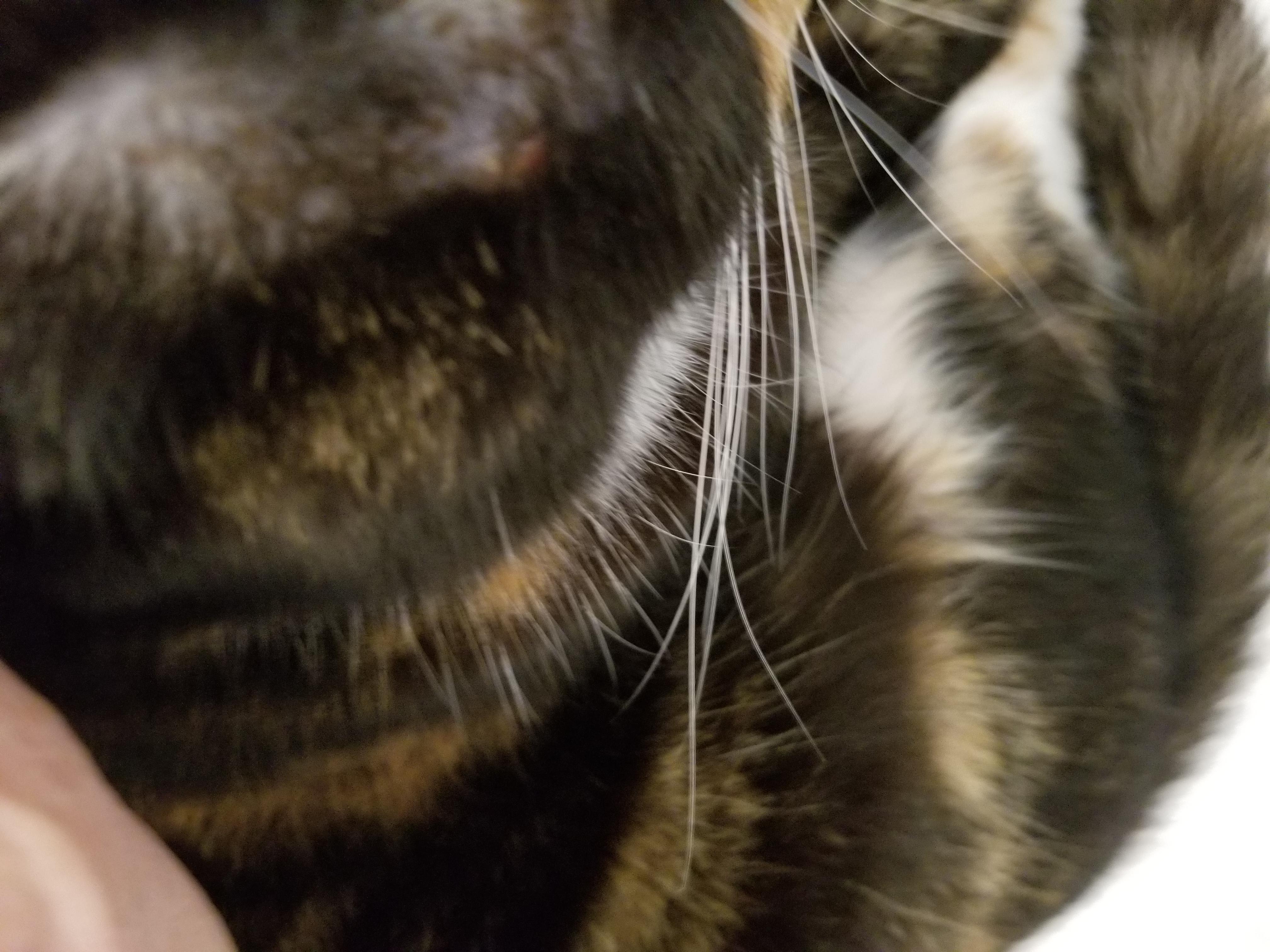 My Cat Has a Head Bump from Scratching? What to Do Now | Petco