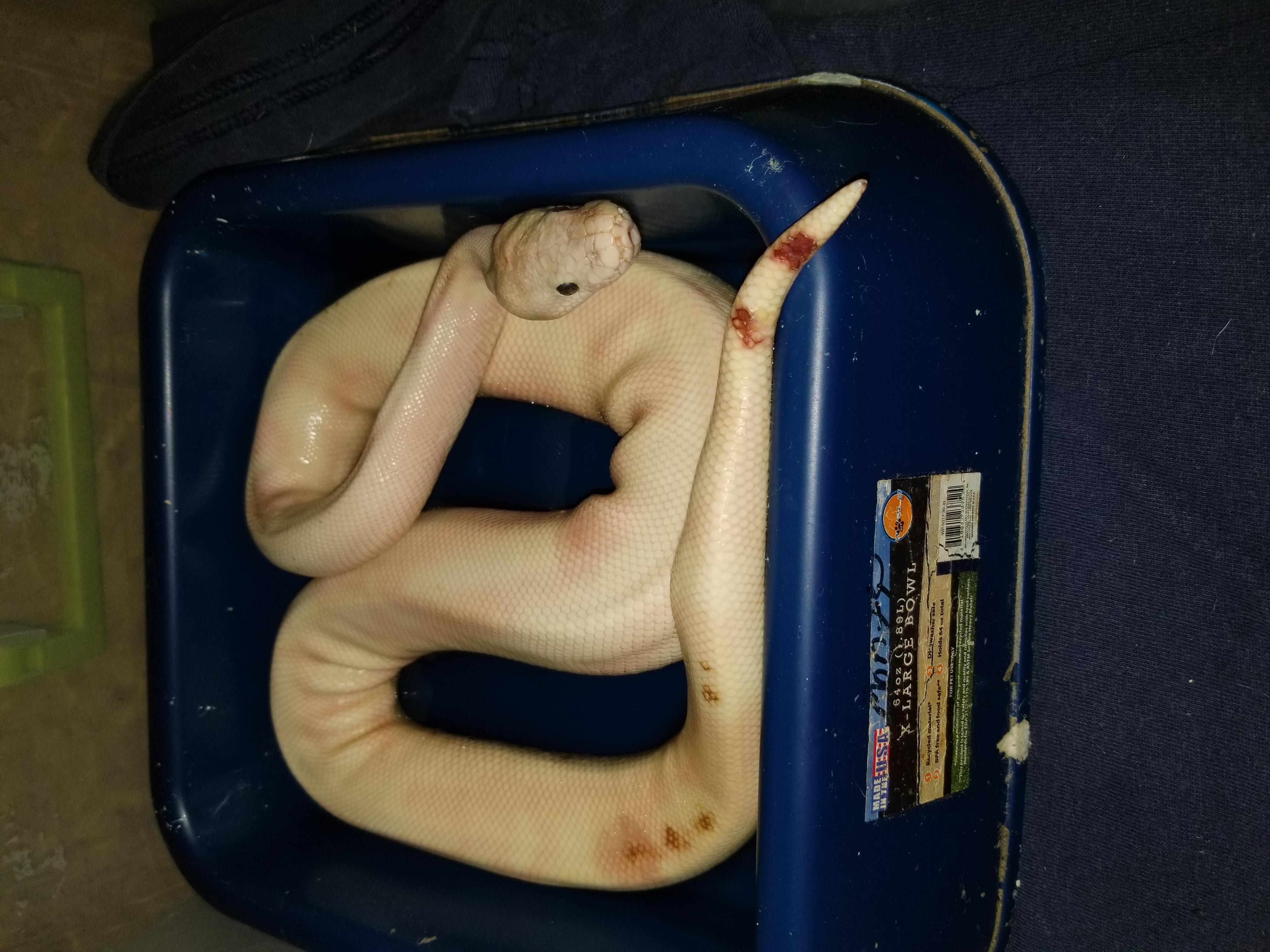 My ball python is soaking, not eating, red patches. Is it ill? | Petco