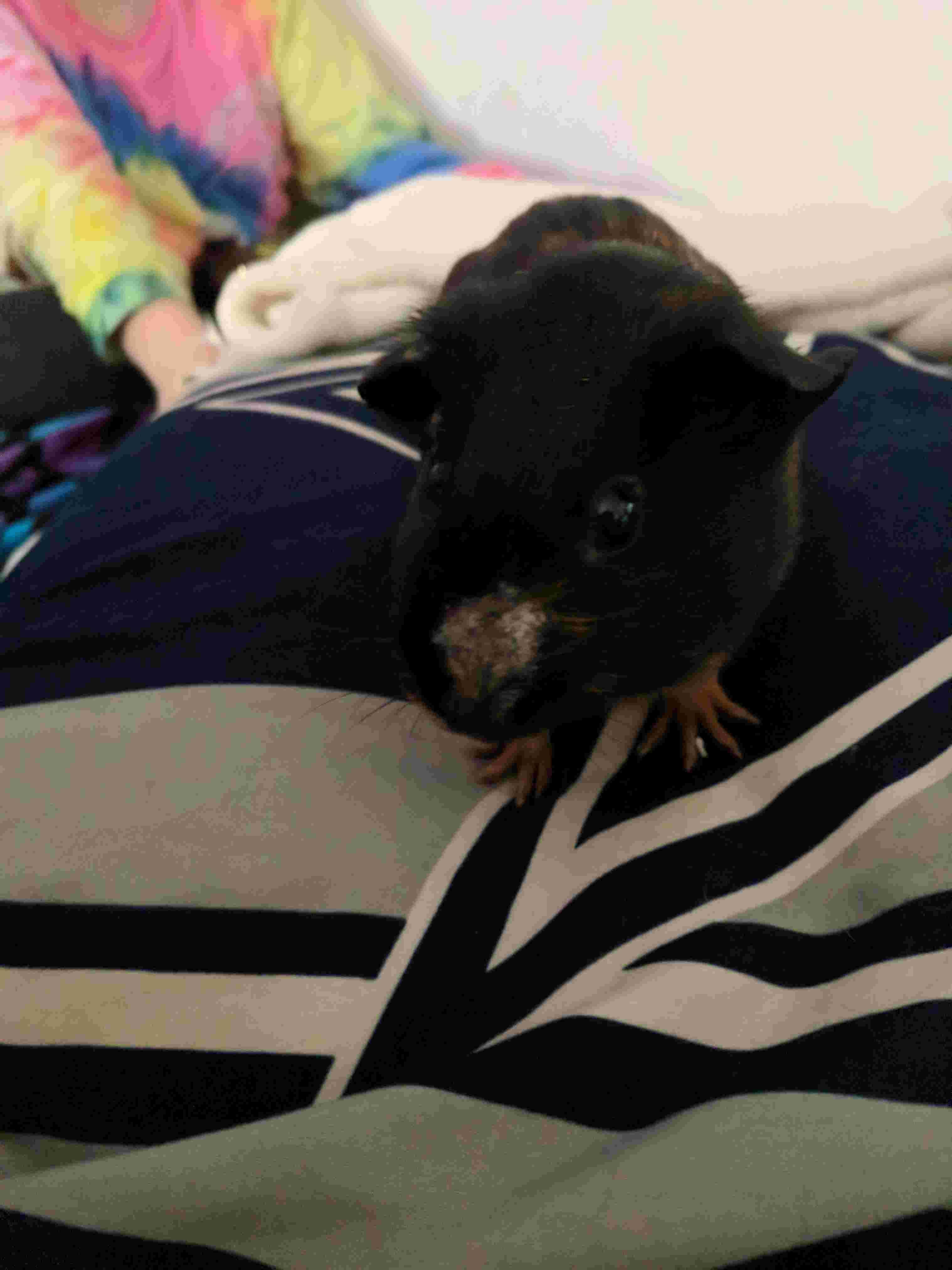 Why Does My Guinea Pig Have Bald Patches on Nose & Ear? | Petco