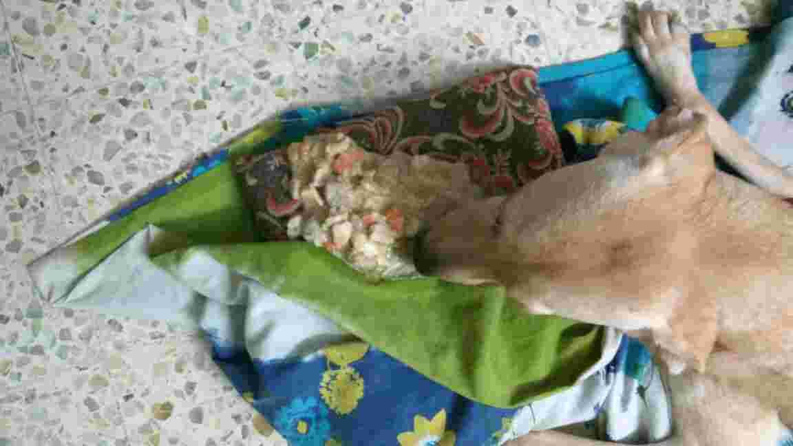 My Puppy Ate Too Much Coconut Oil & Is Vomiting. Should I Worry? | Petco