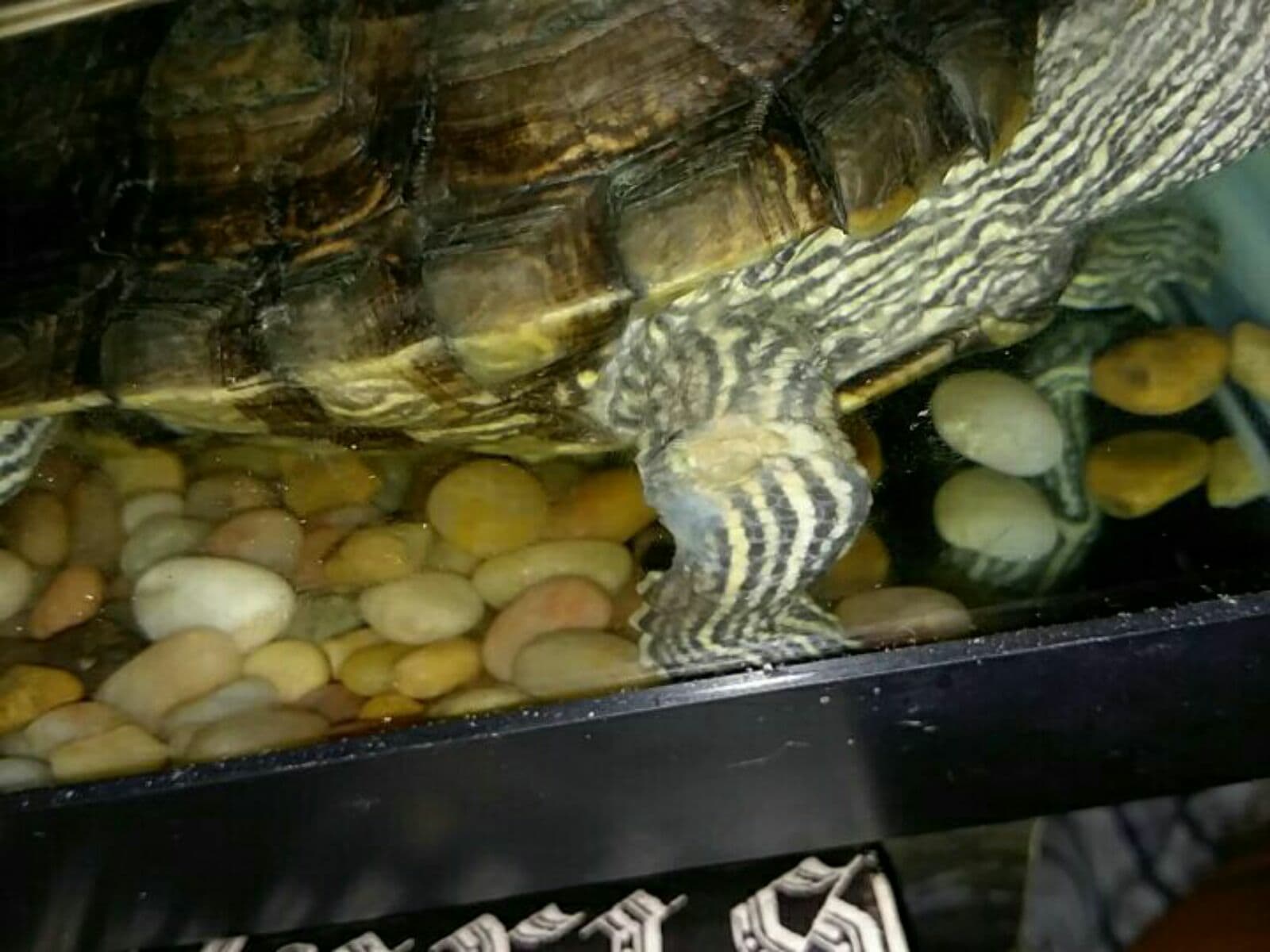 How to Treat Your Mississippi Map Turtle's Shell Sores & Wounds | Petco