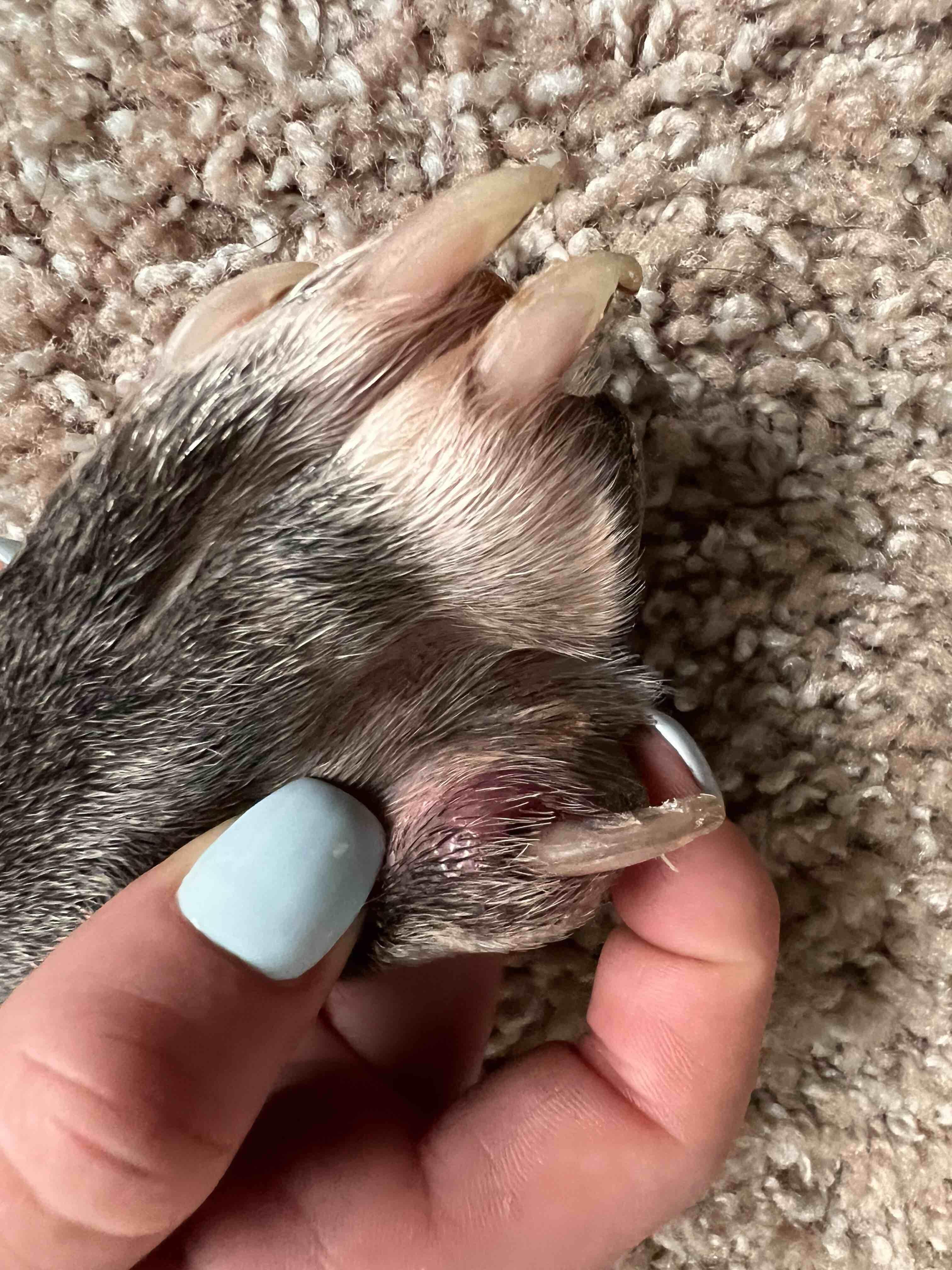 My dog's toe is swollen and he keeps licking it. What's wrong? | Petco