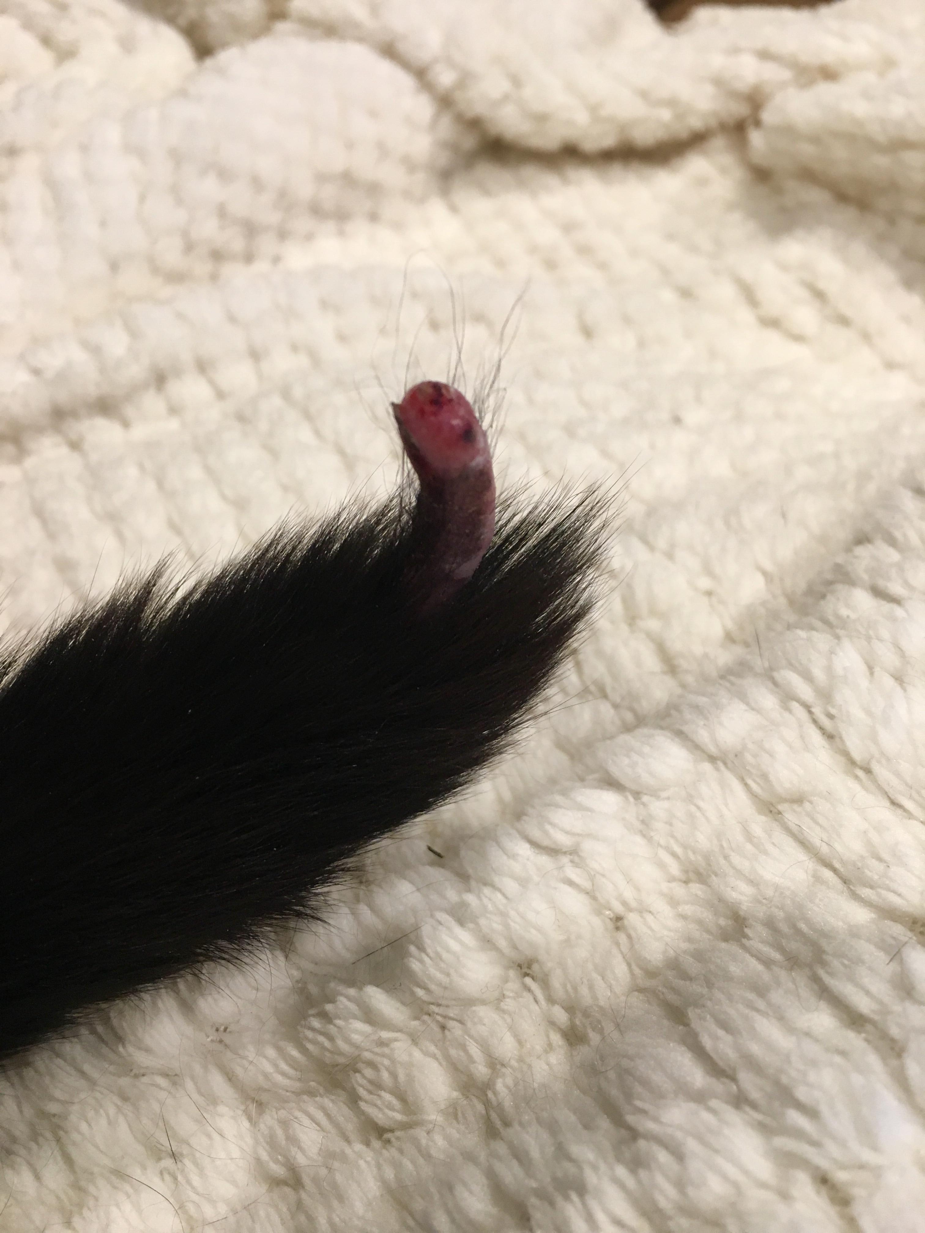Cat's Tail Red, Bleeding, Losing Fur? Find Out Why & What to Do | Petco
