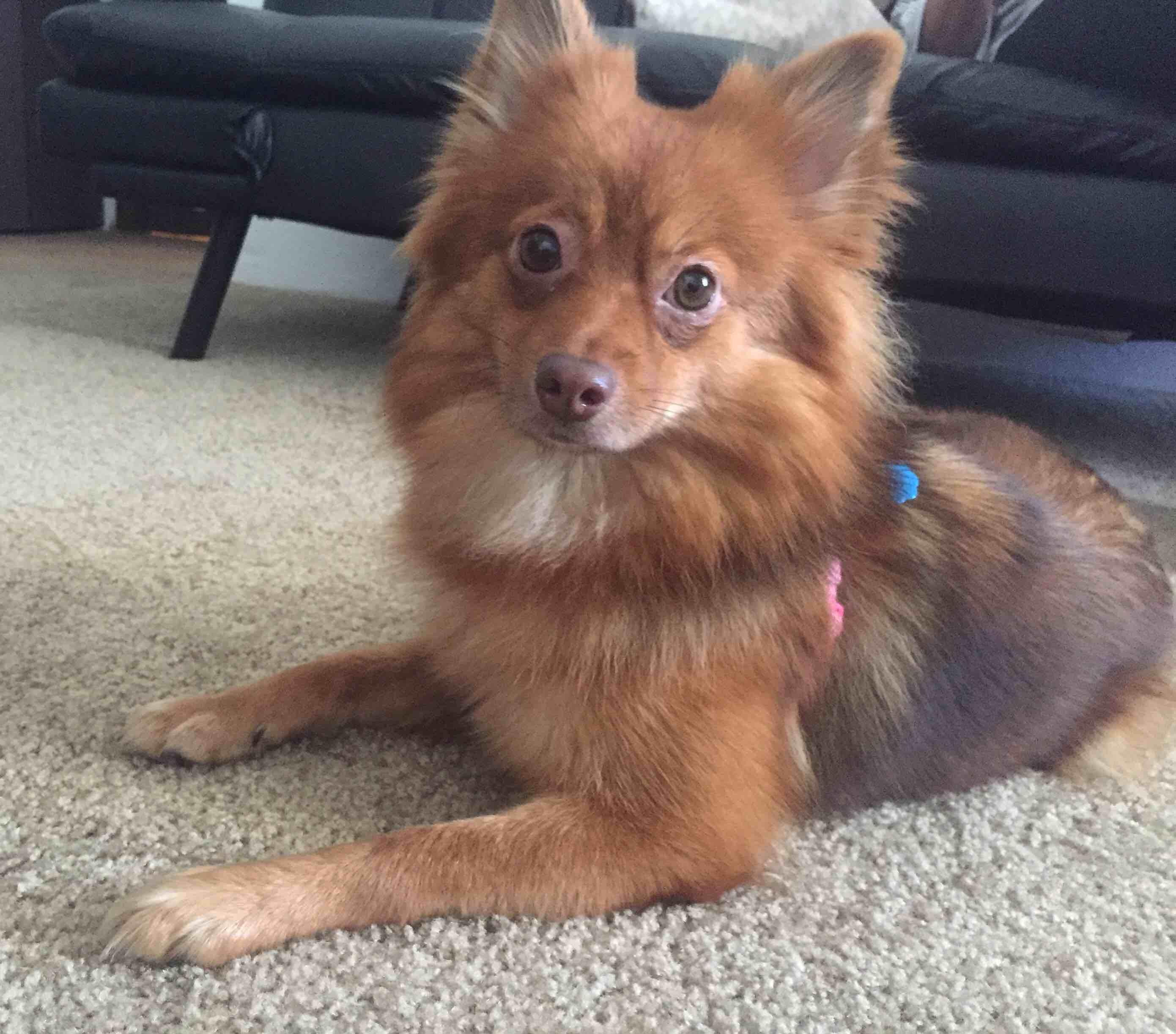 Why is my purebred Pomeranian taller than her small parents? | Petco