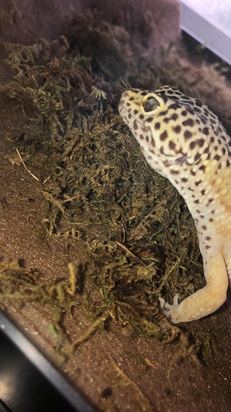 Why is my leopard gecko having eye problems & toe shedding? | Petco