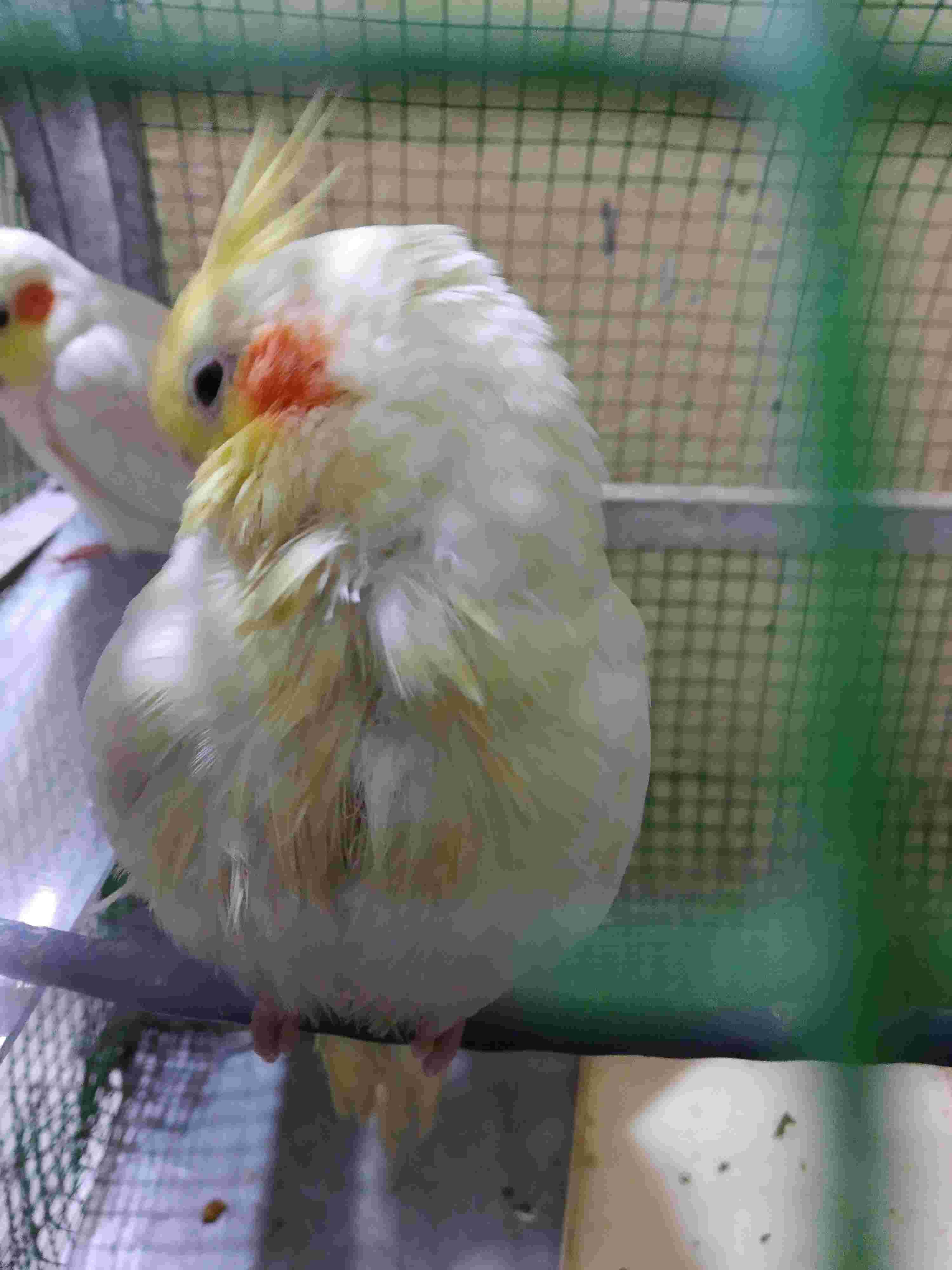 My Cockatiel Is Sick and Itching: Is It Mites or Egg-Bound? | Petco
