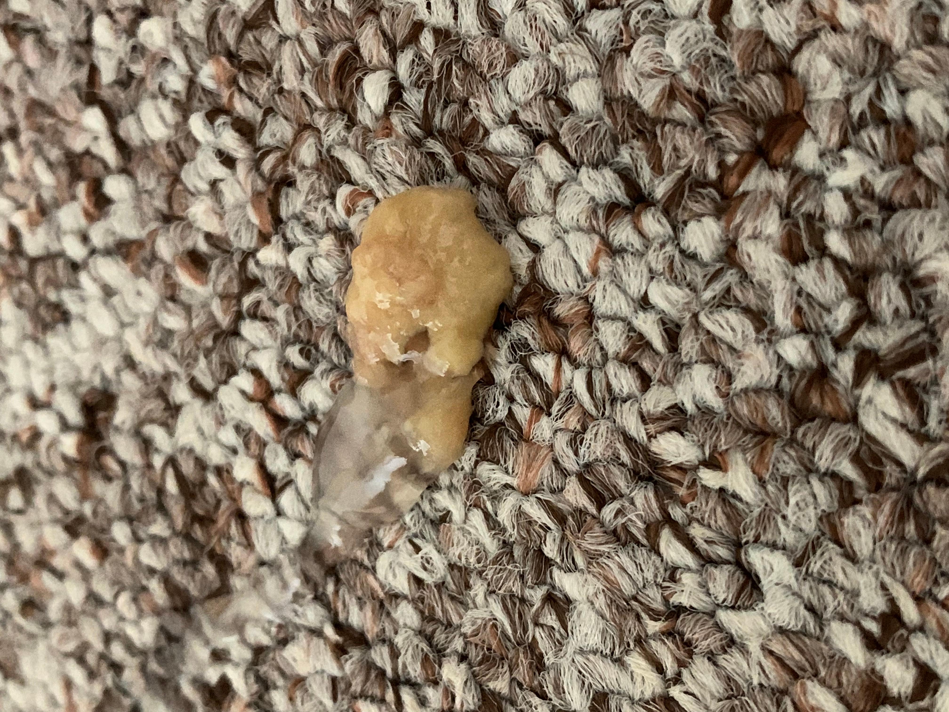 My dog has yellow, loose, mucusy poop but is playful. Why? | Petco