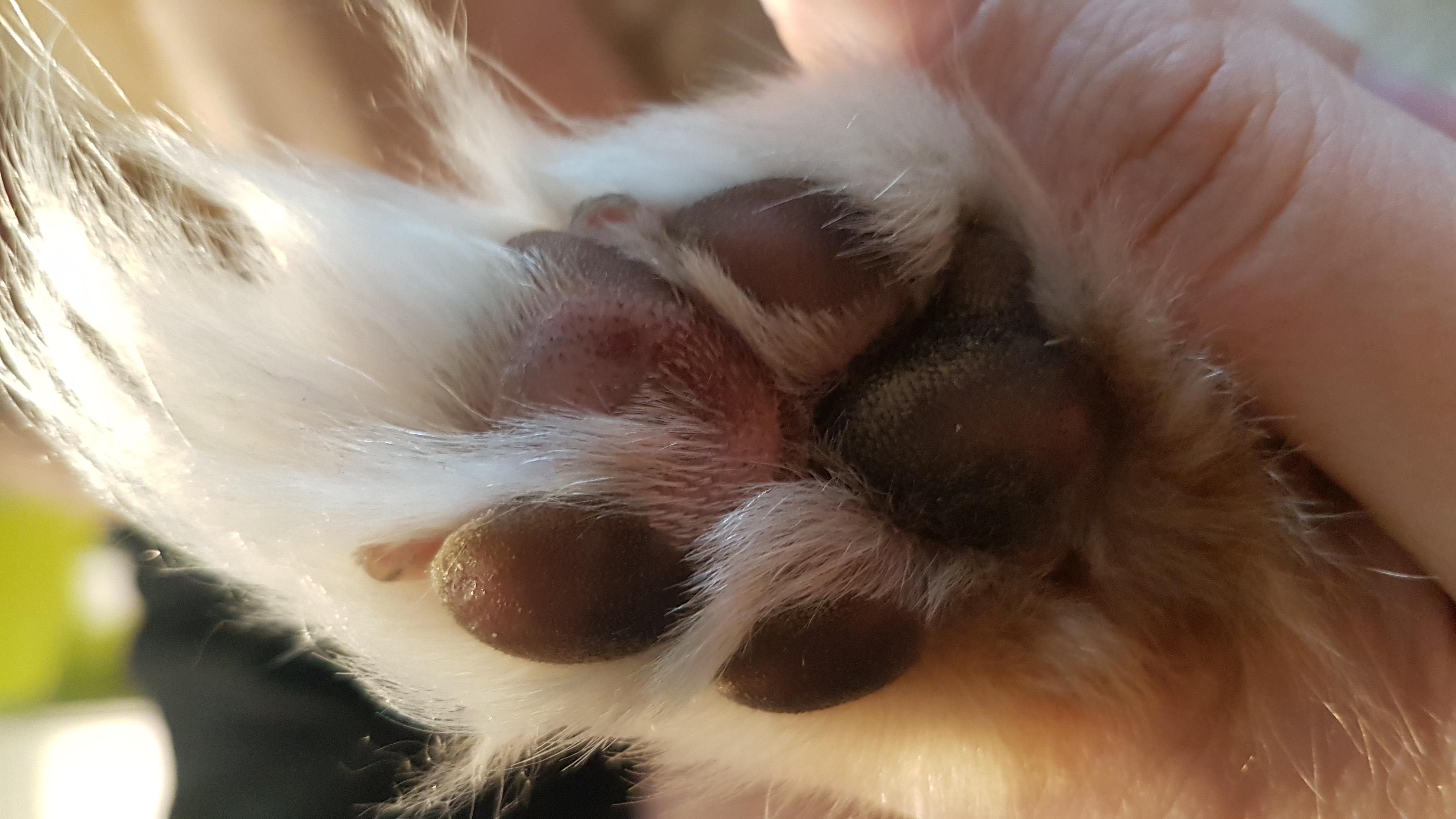 My dog has a bleeding lump on his paw pad. Should I see a vet? | Petco