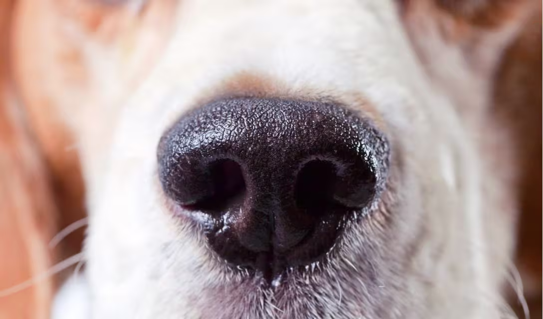 Nasal Mites in Dogs: Spot Symptoms, Treat & Prevent Them | Petco