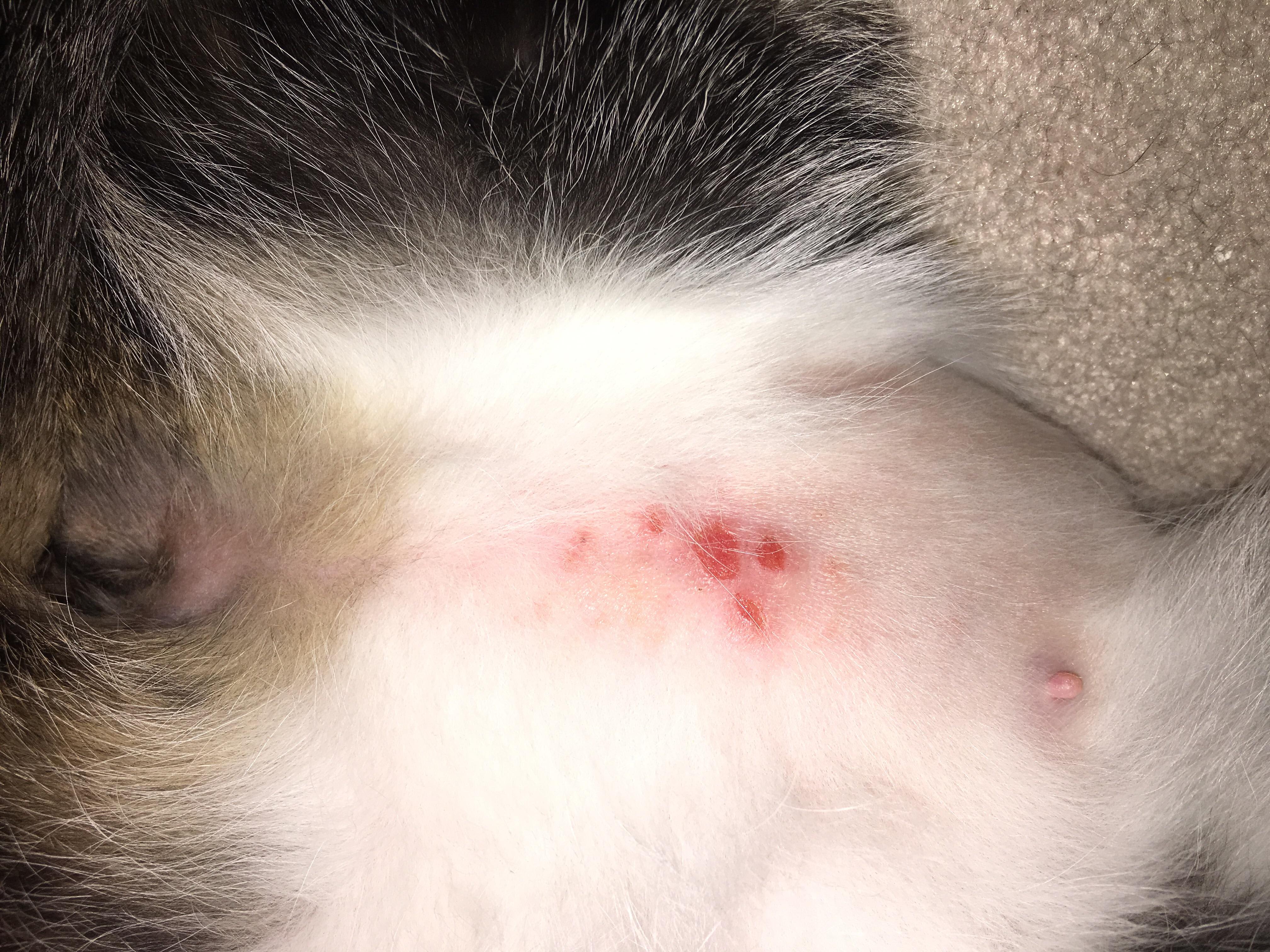 Why is my cat's belly red, inflamed, and she keeps licking it? | Petco