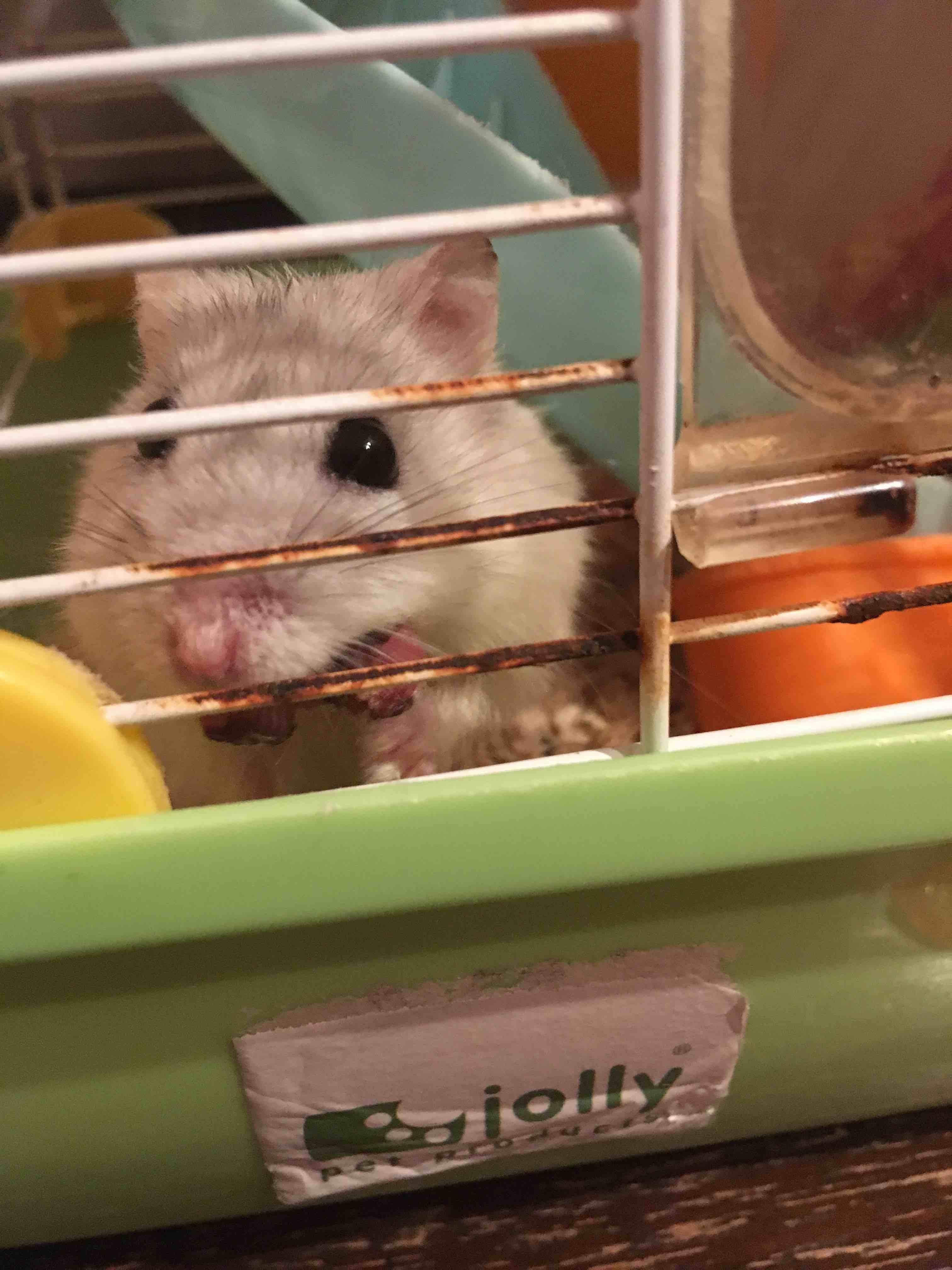 My Hamster Has a Lip Abscess: Causes & How to Treat It | Petco