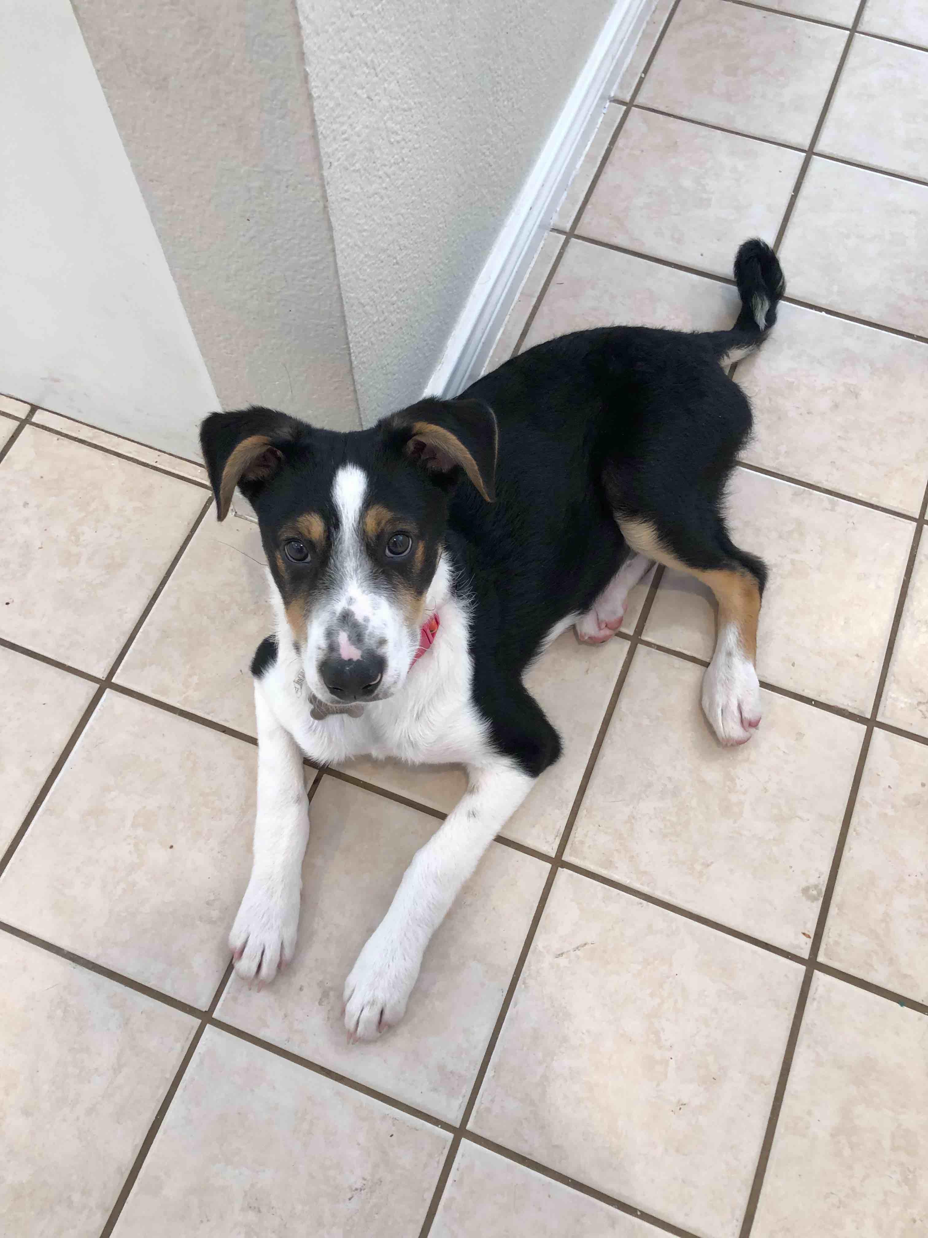What Breed Is My Puppy? Appenzeller Mix or Something Else? | Petco