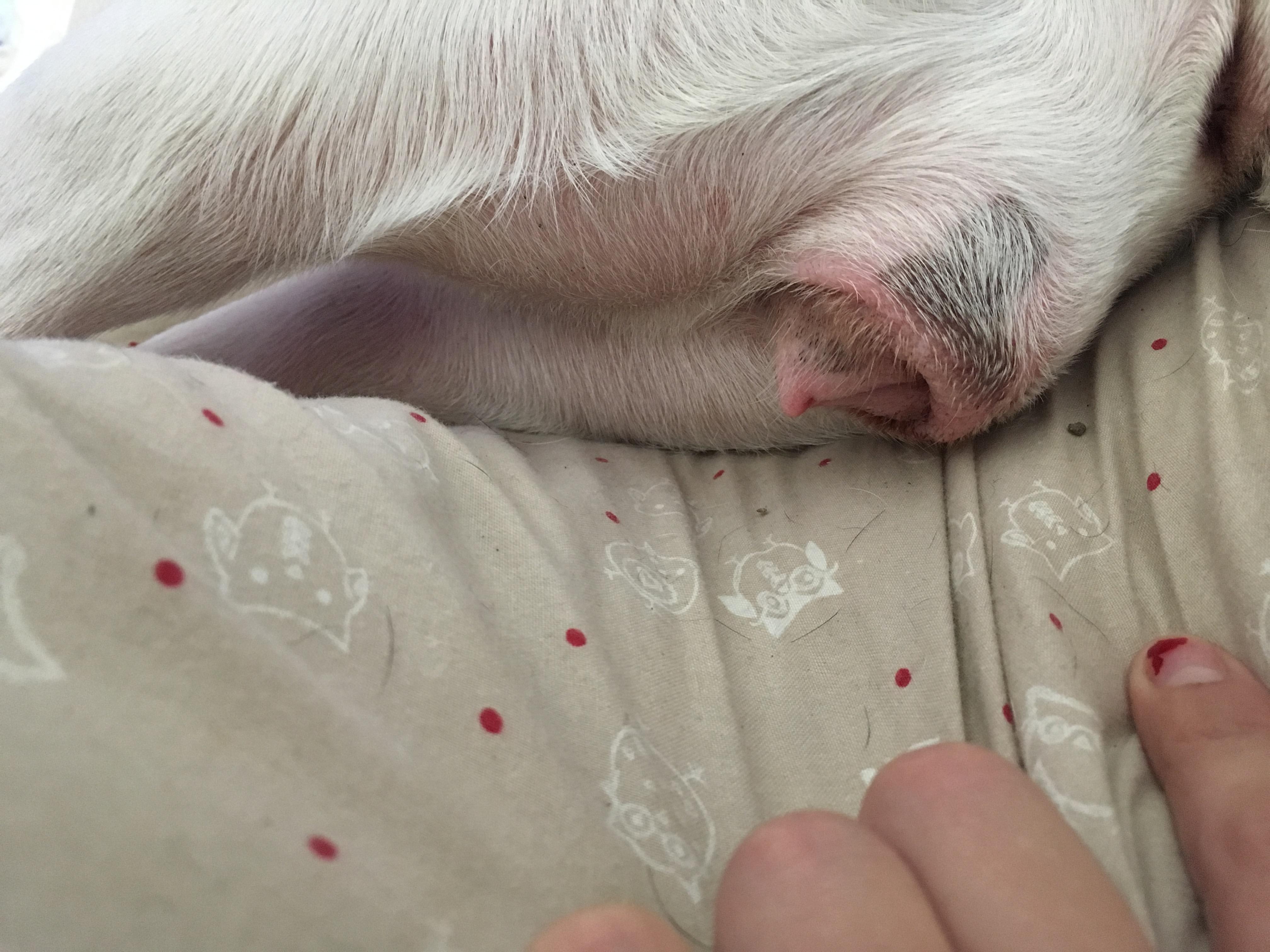 My 10-Month-Old Dog Has Rash & Swollen Vulva. Is She in Heat? | Petco