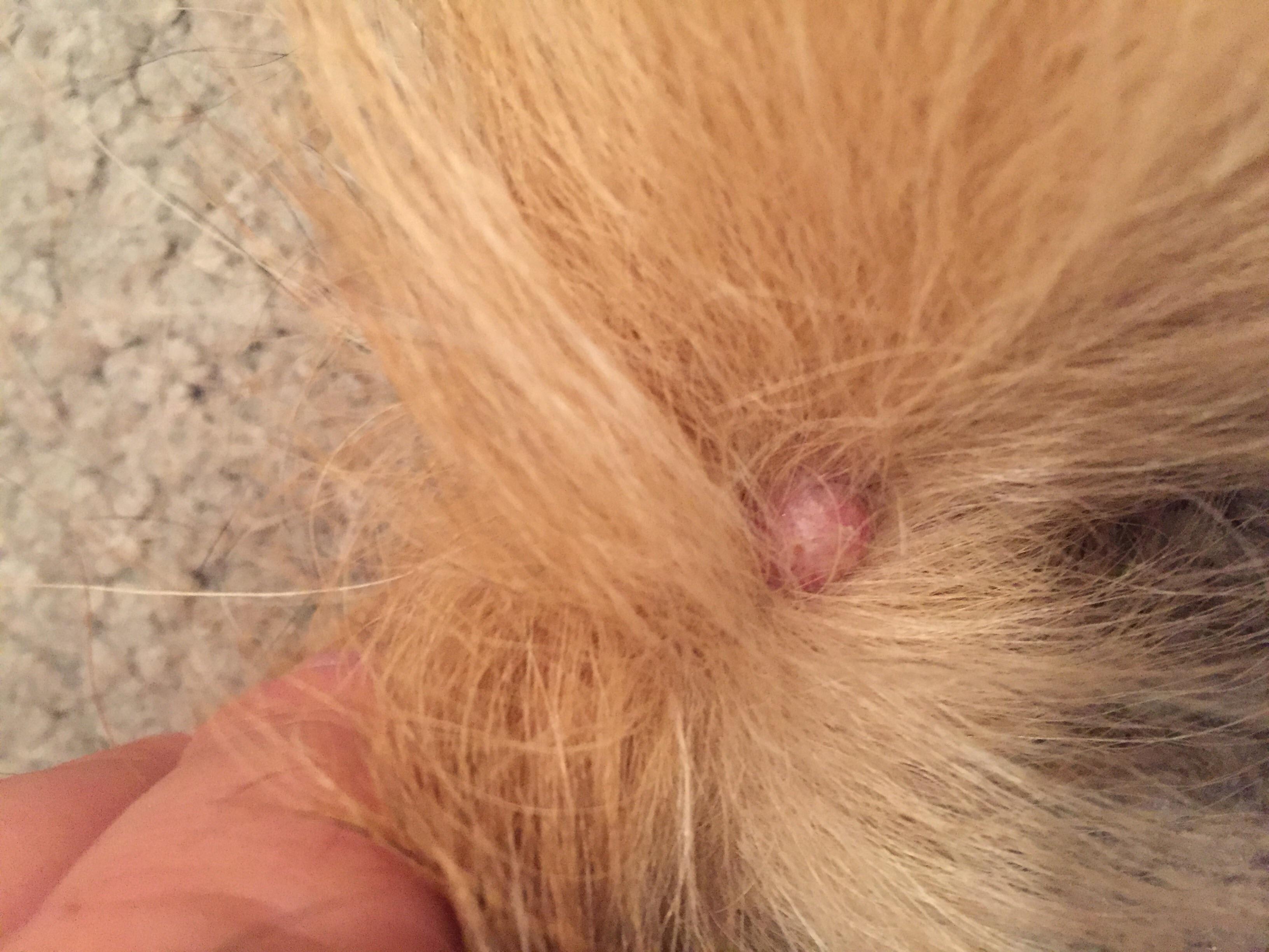 My dog has small, painless bumps on his skin. What should I do? | Petco