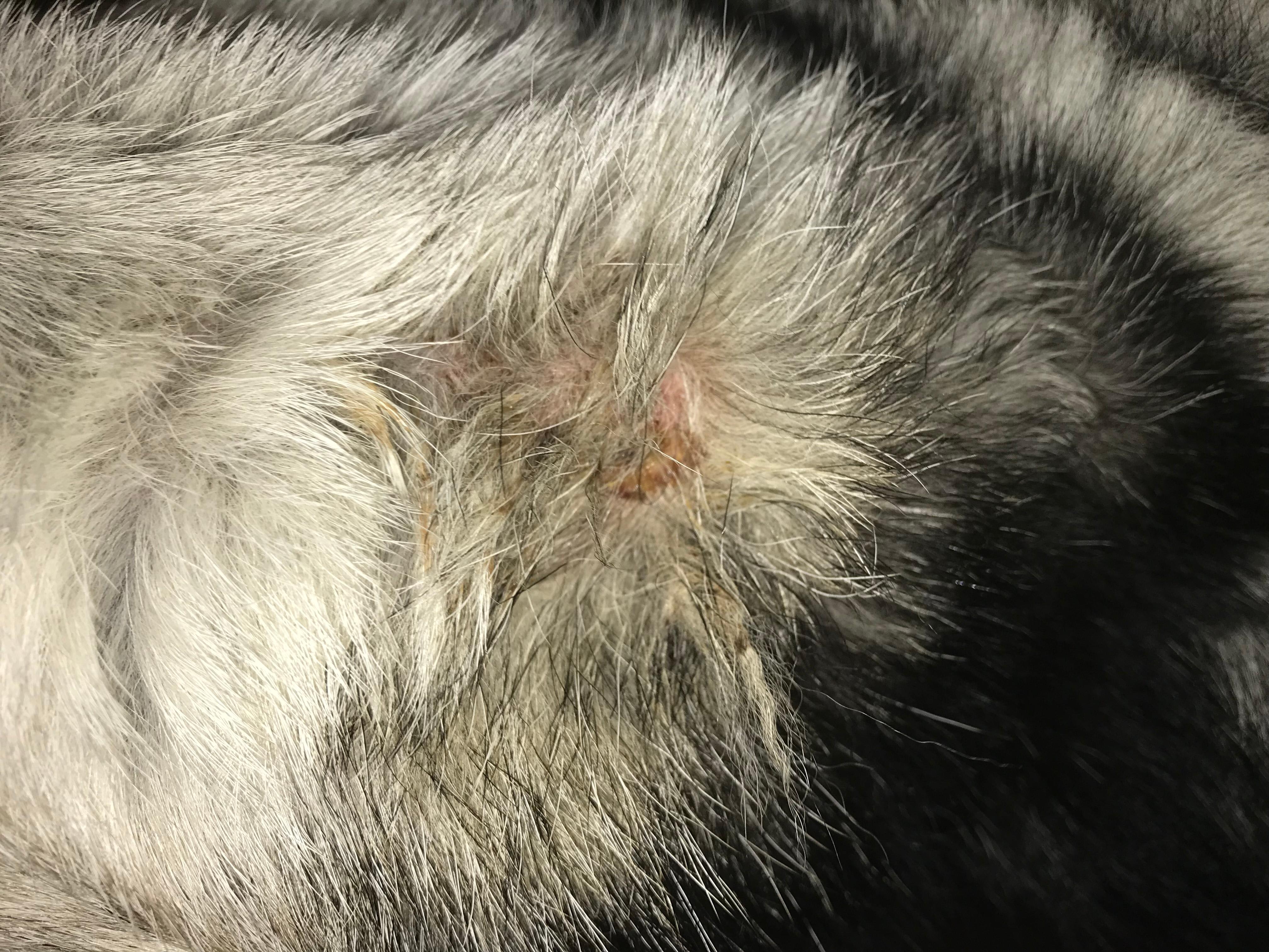 My Dog Has Open Neck Sores: Could a Shock Collar Be the Cause? | Petco