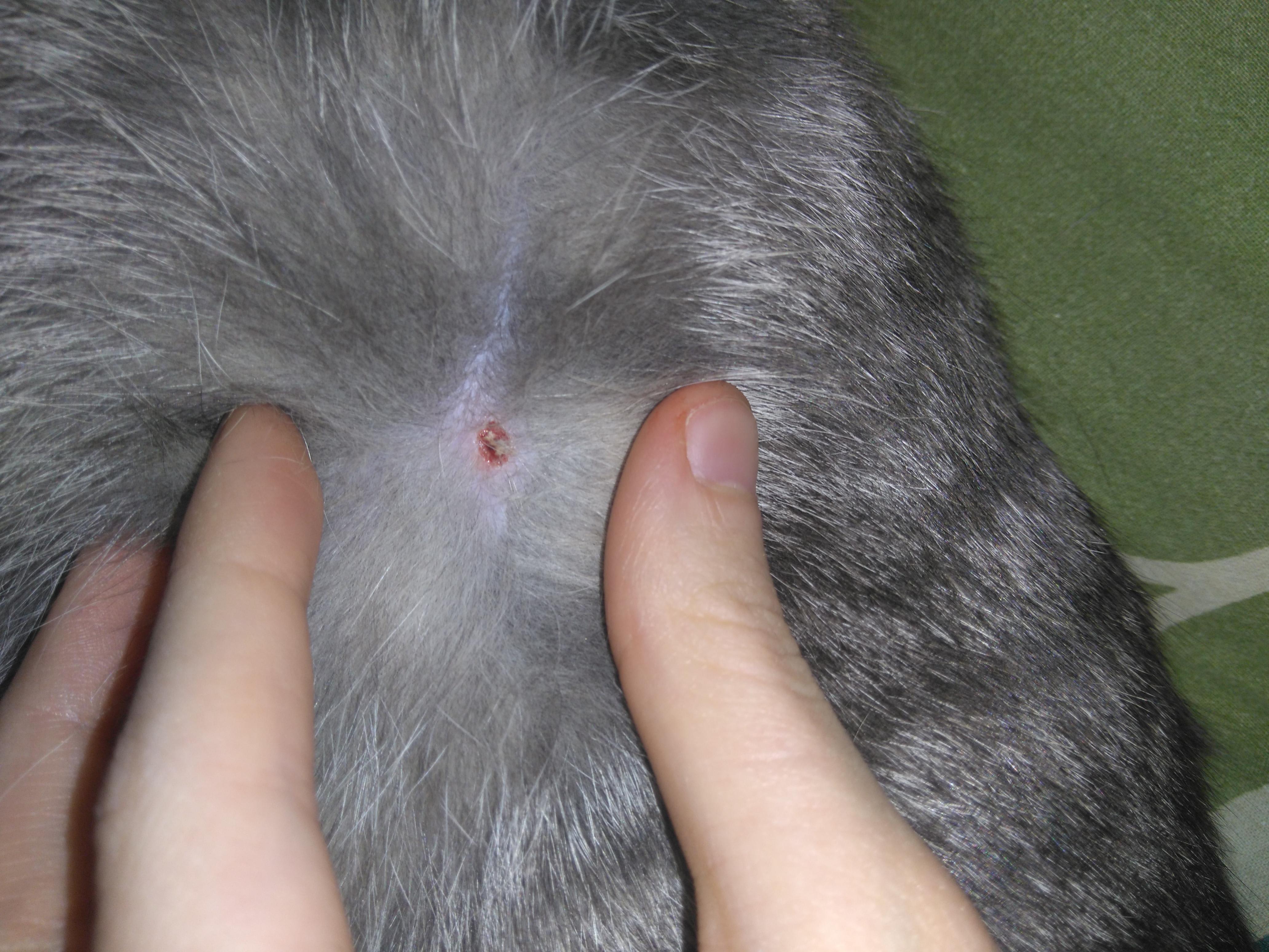 My Cat Has Crusts on Her Skin That Bleed. Should I See a Vet? | Petco