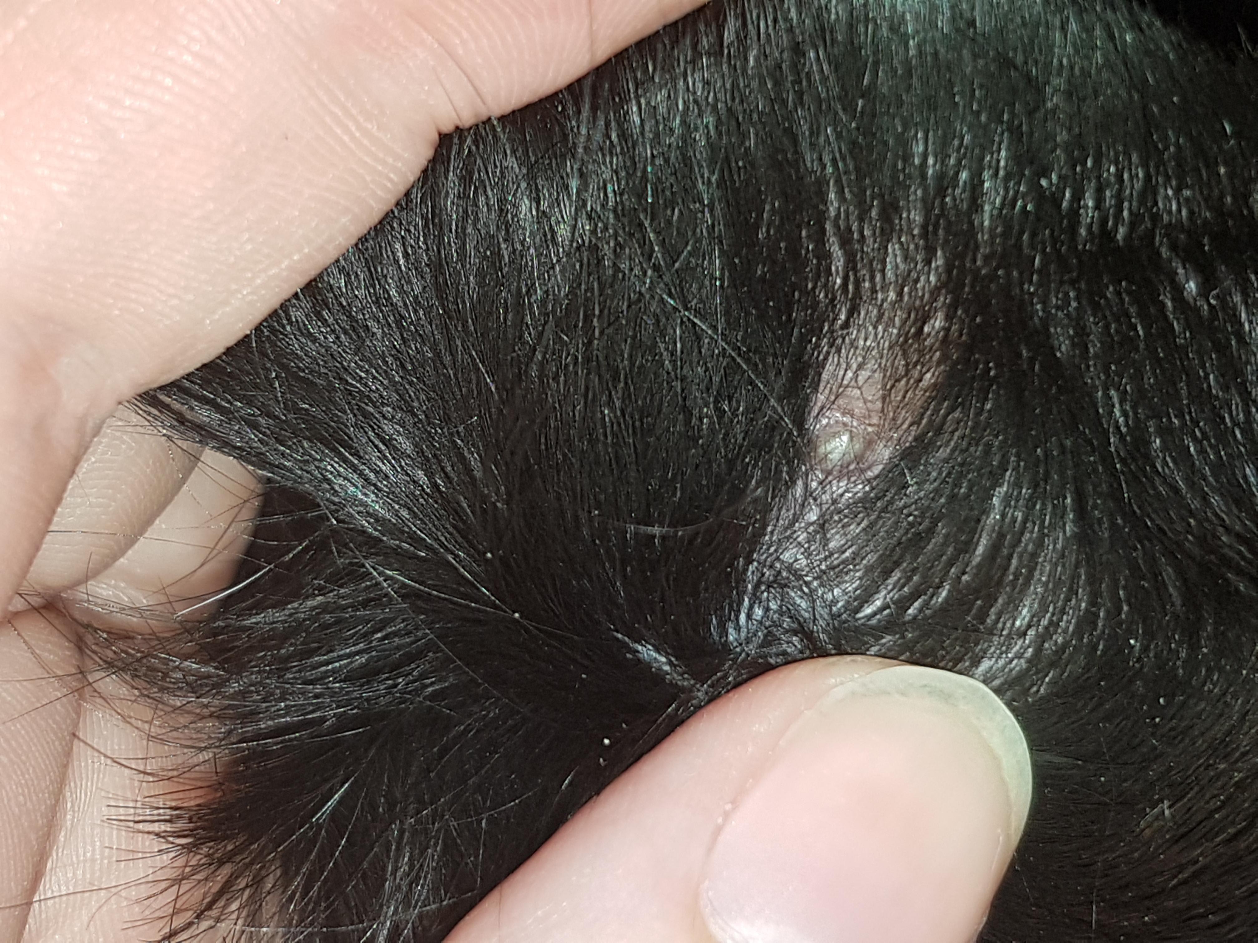 What is this new bump on my dog's ear? Tick, pimple, or cyst? | Petco