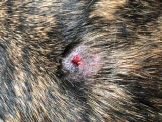 My dog's fat deposit on her back ruptured. What should I do? | Petco