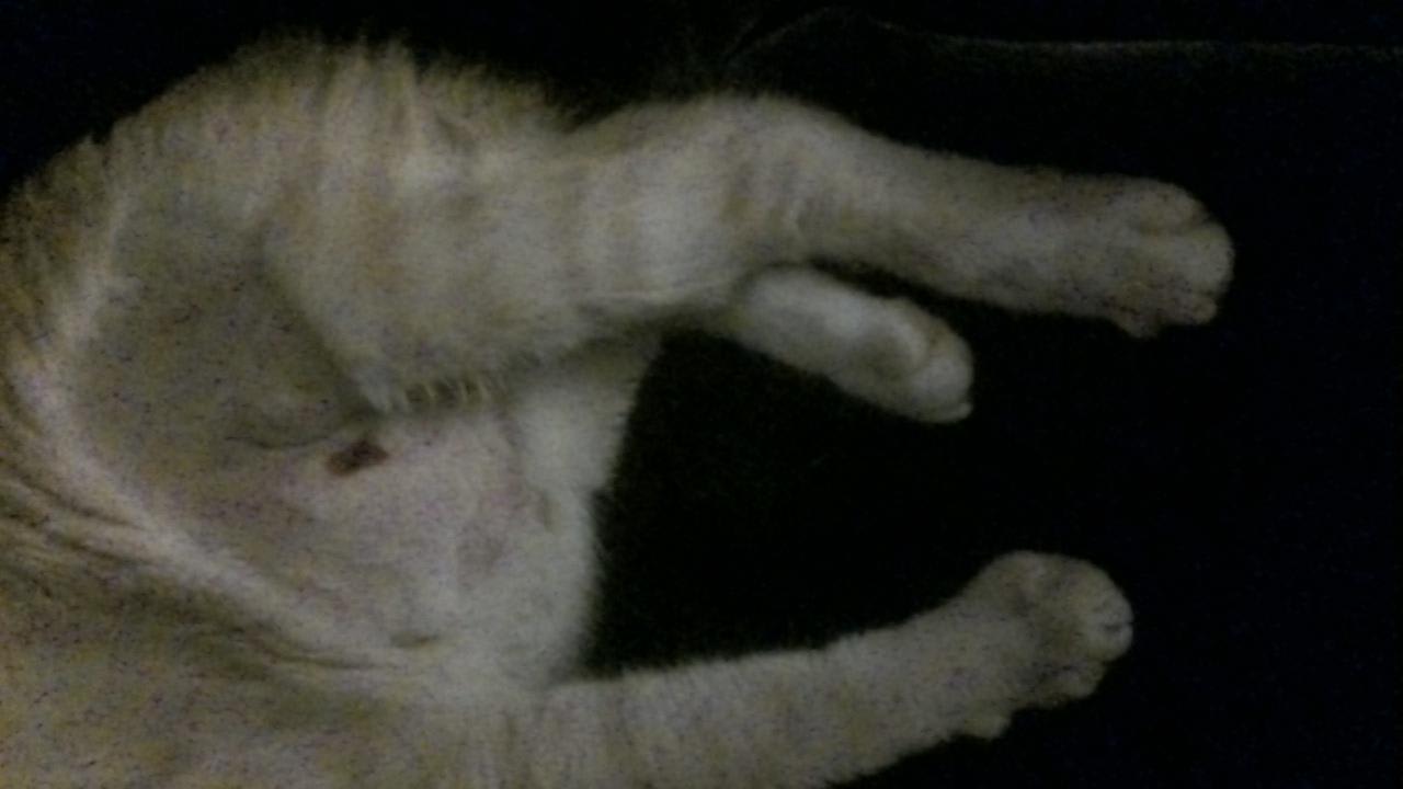 Why is my cat's leg swollen after an abdominal abscess? | Petco