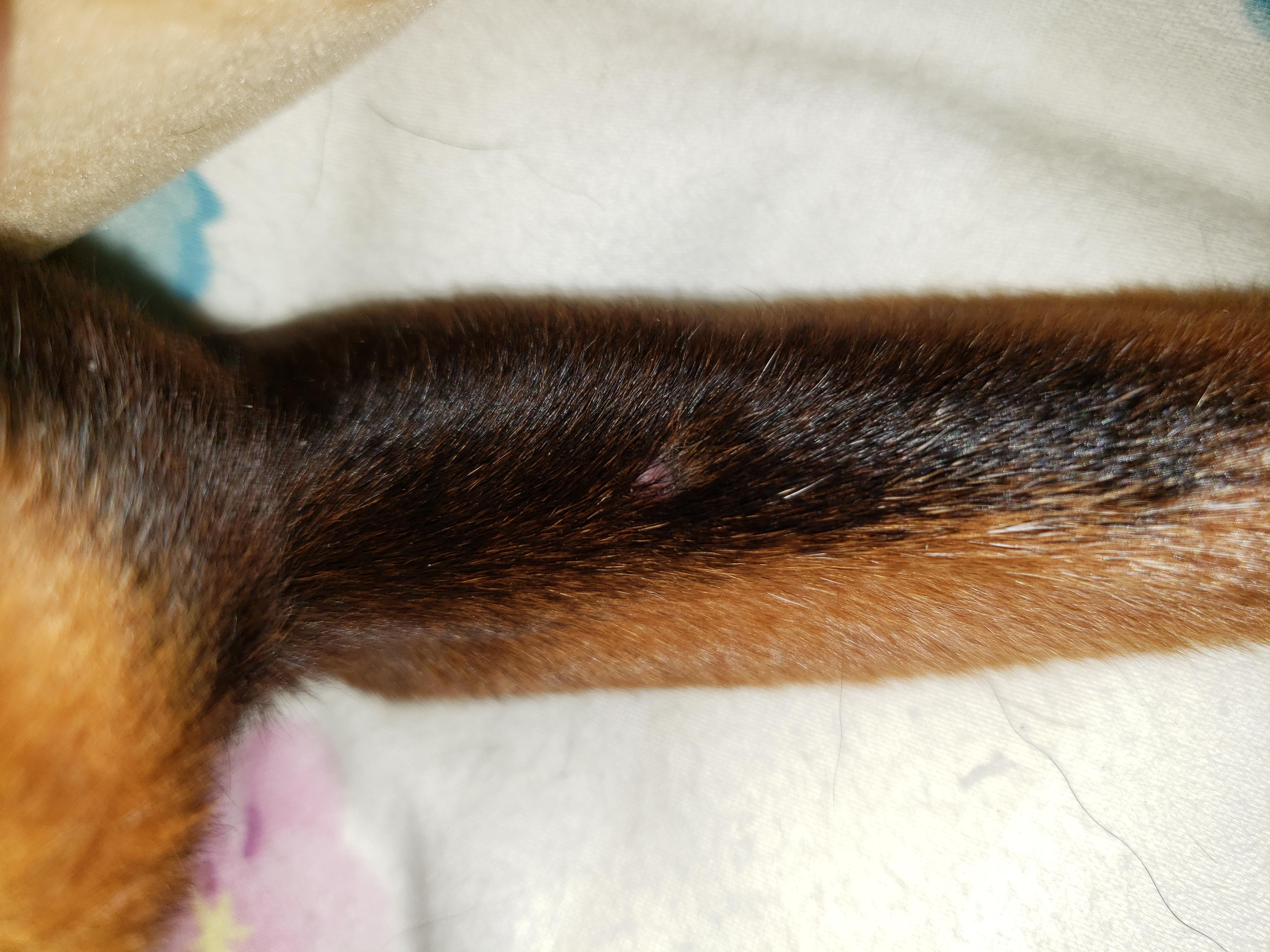 Dog Has Pink Cysts? Learn What They Are & How to Treat Them | Petco