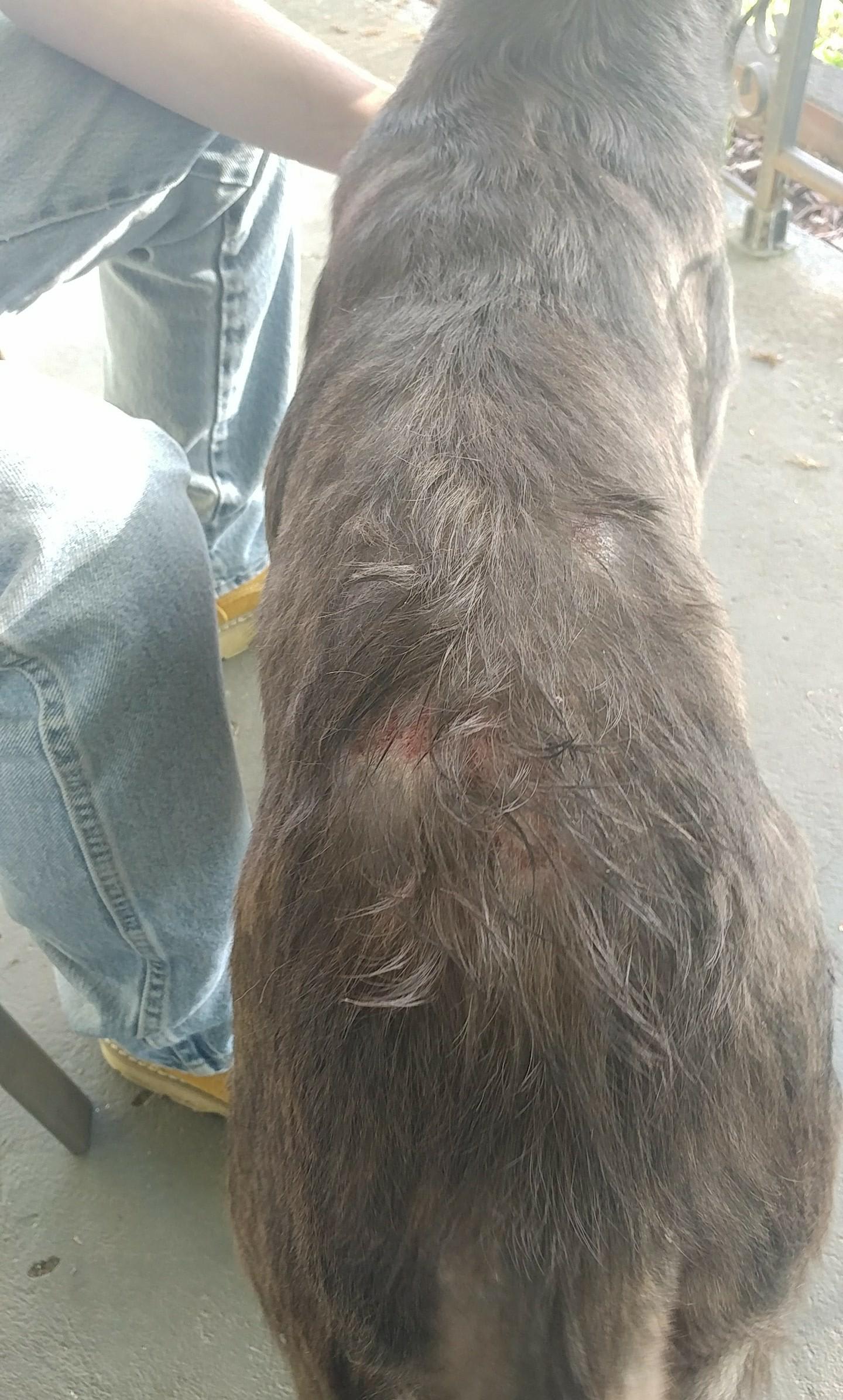 Why is my dog scratching and biting herself if she has no fleas? | Petco