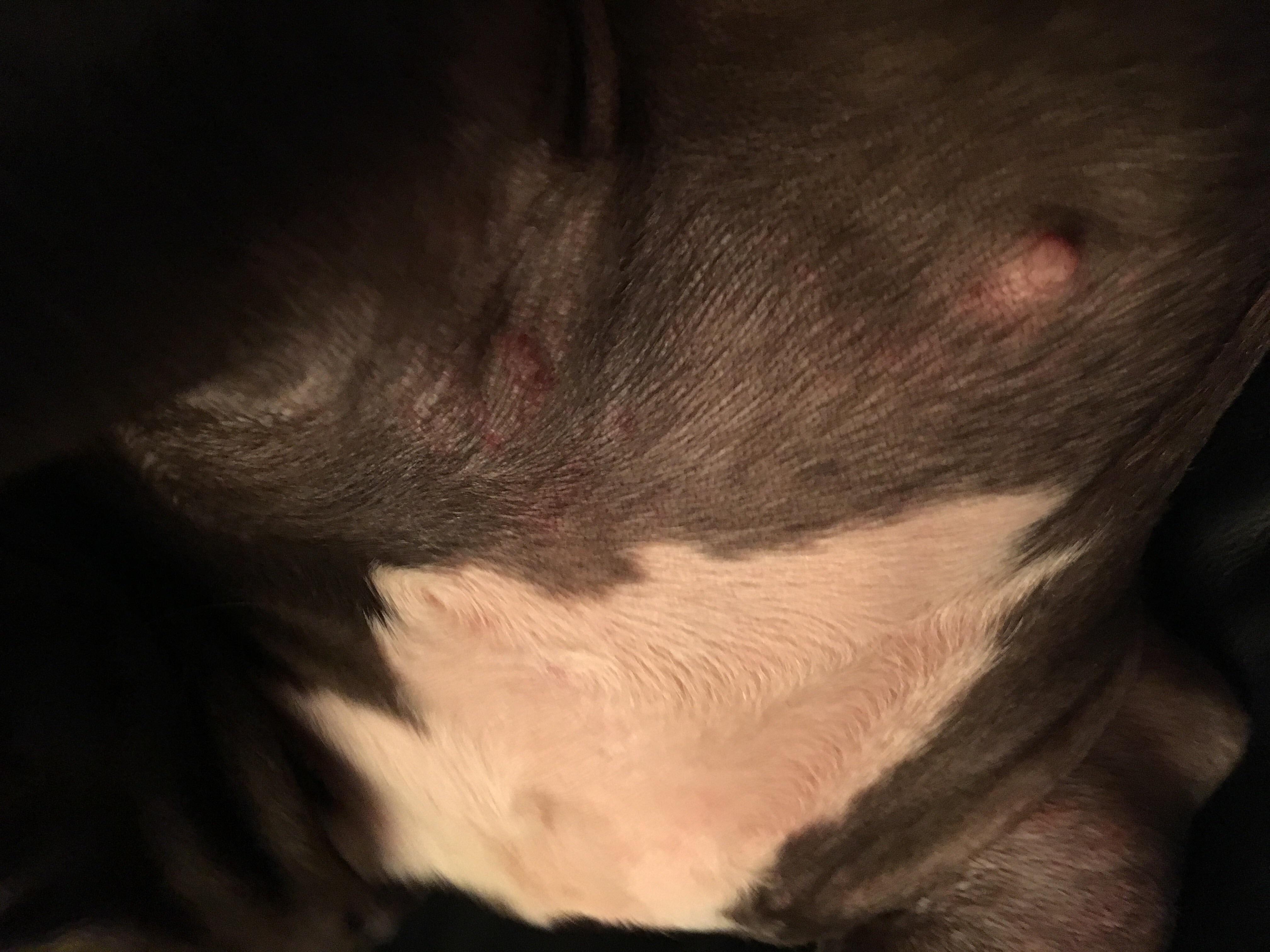 Can my dog with bald patches get a skin scrape for mites? | Petco