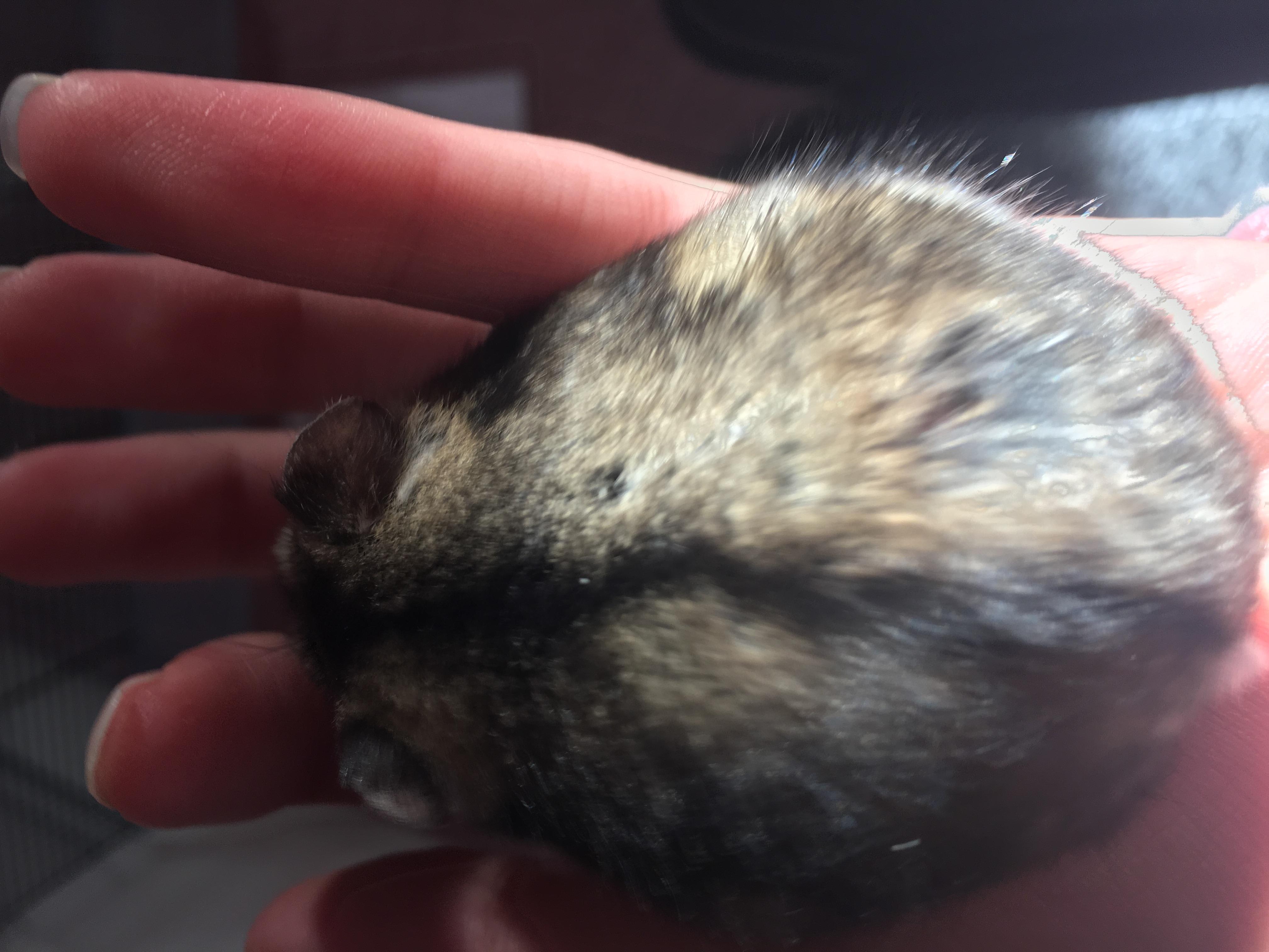 My Hamster Has Fur Loss & Red Scabs: What's Wrong? How to Treat? | Petco