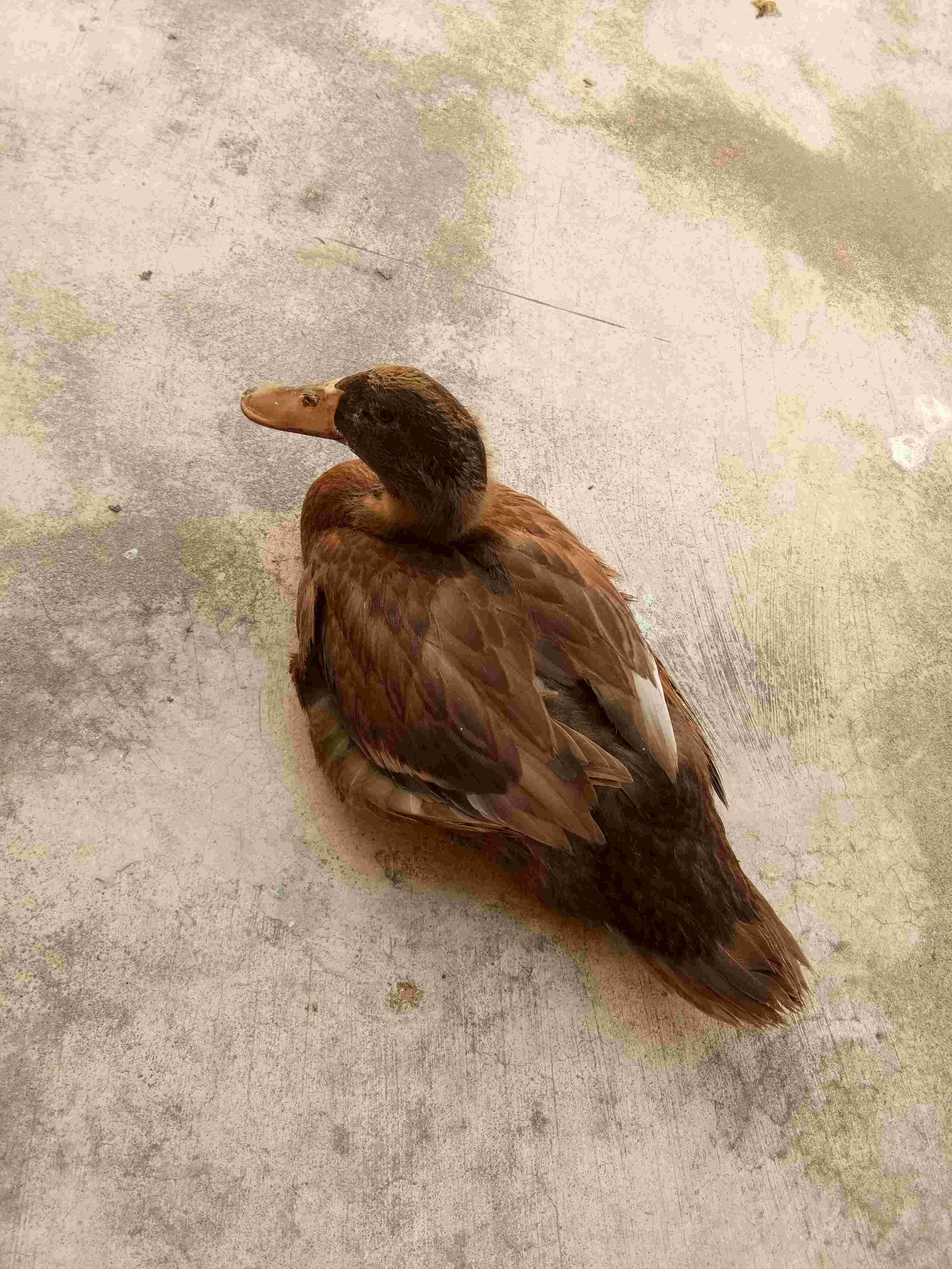 My Duck's Foot Bruise from Long Nails: How to Treat & Trim | Petco