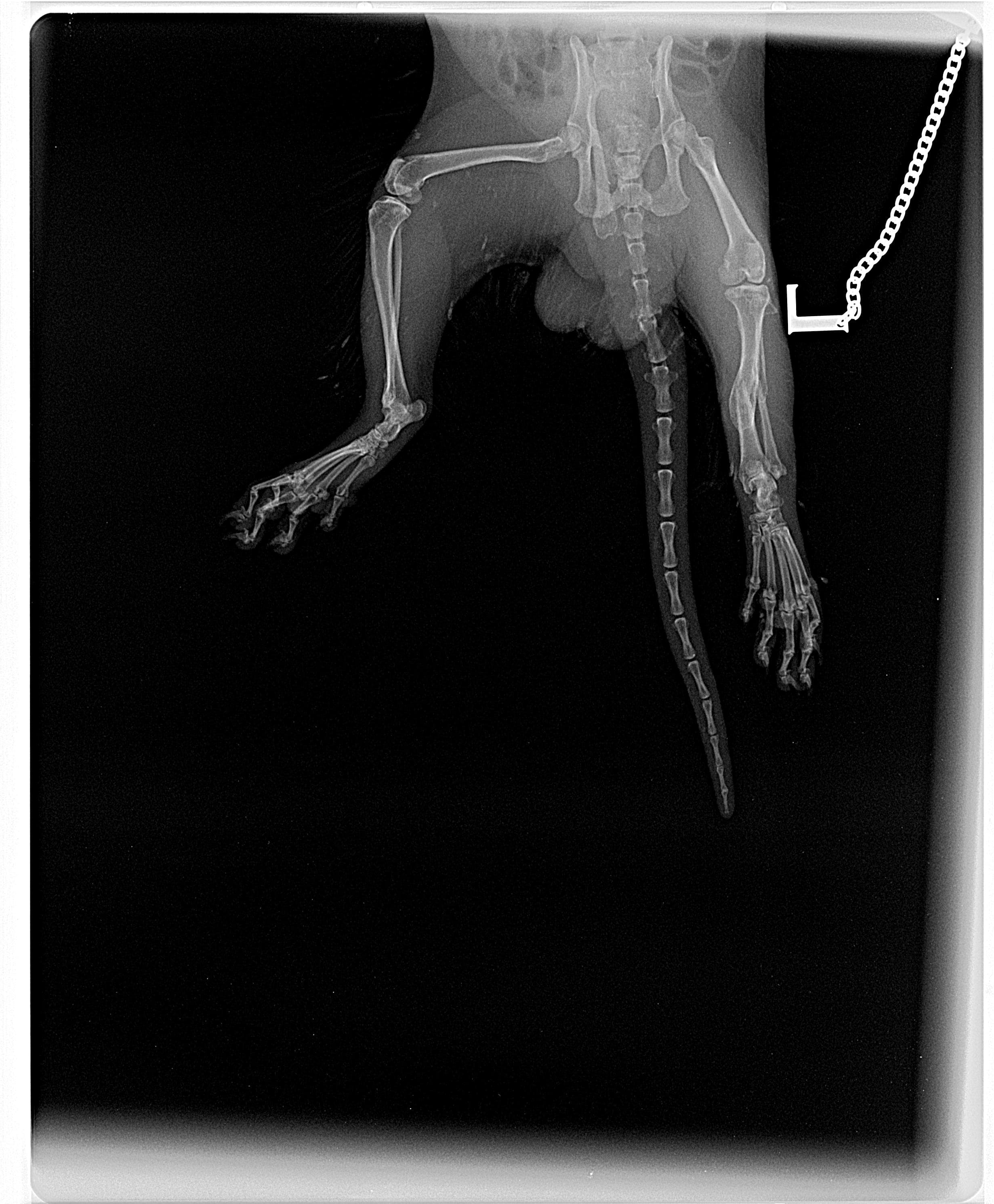 Why Does My Ferret's X-Ray Look Broken? Injury or Cancer? | Petco
