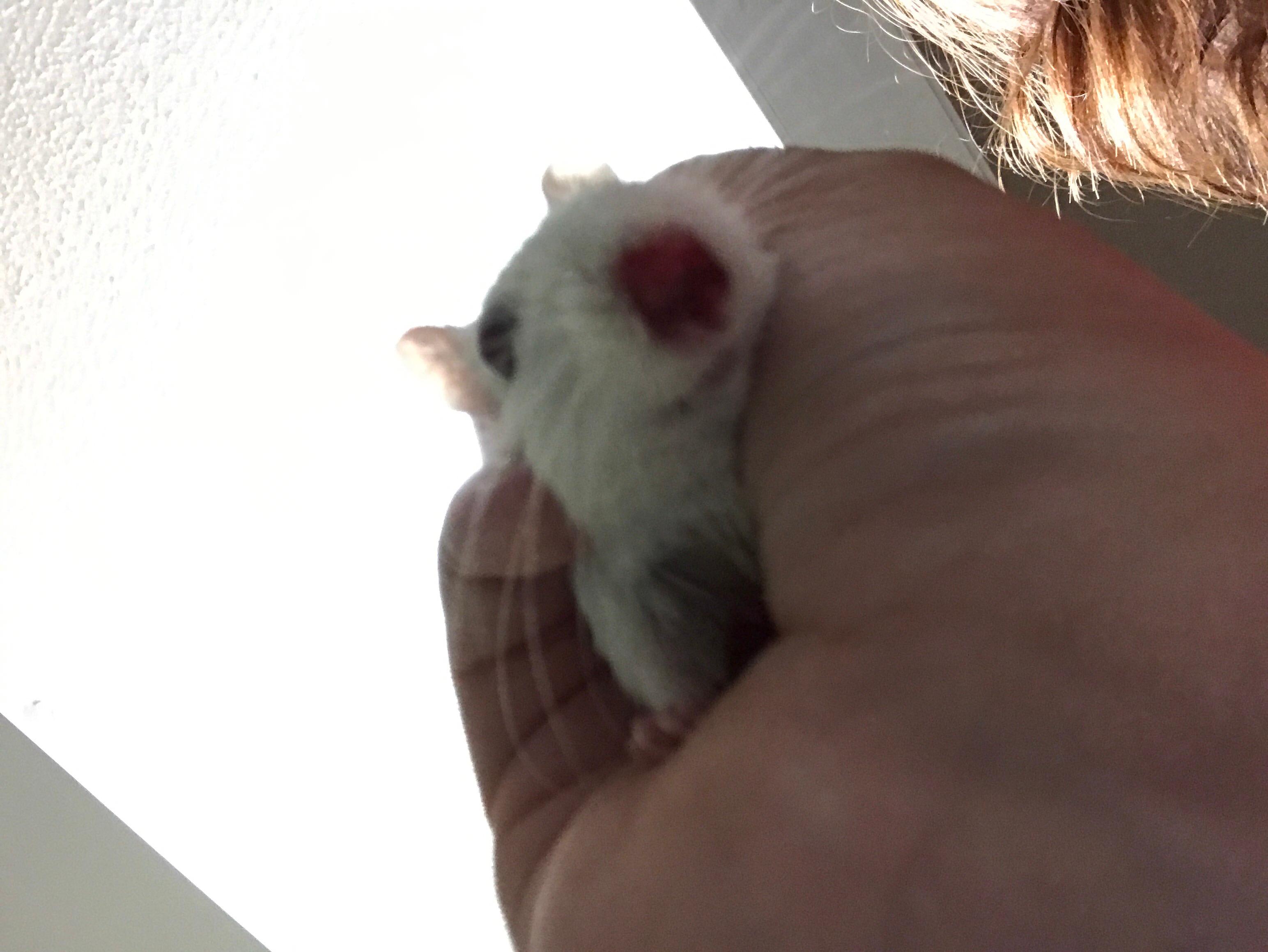 What to do if your gerbil's nose is sore and bleeding from chewing? | Petco
