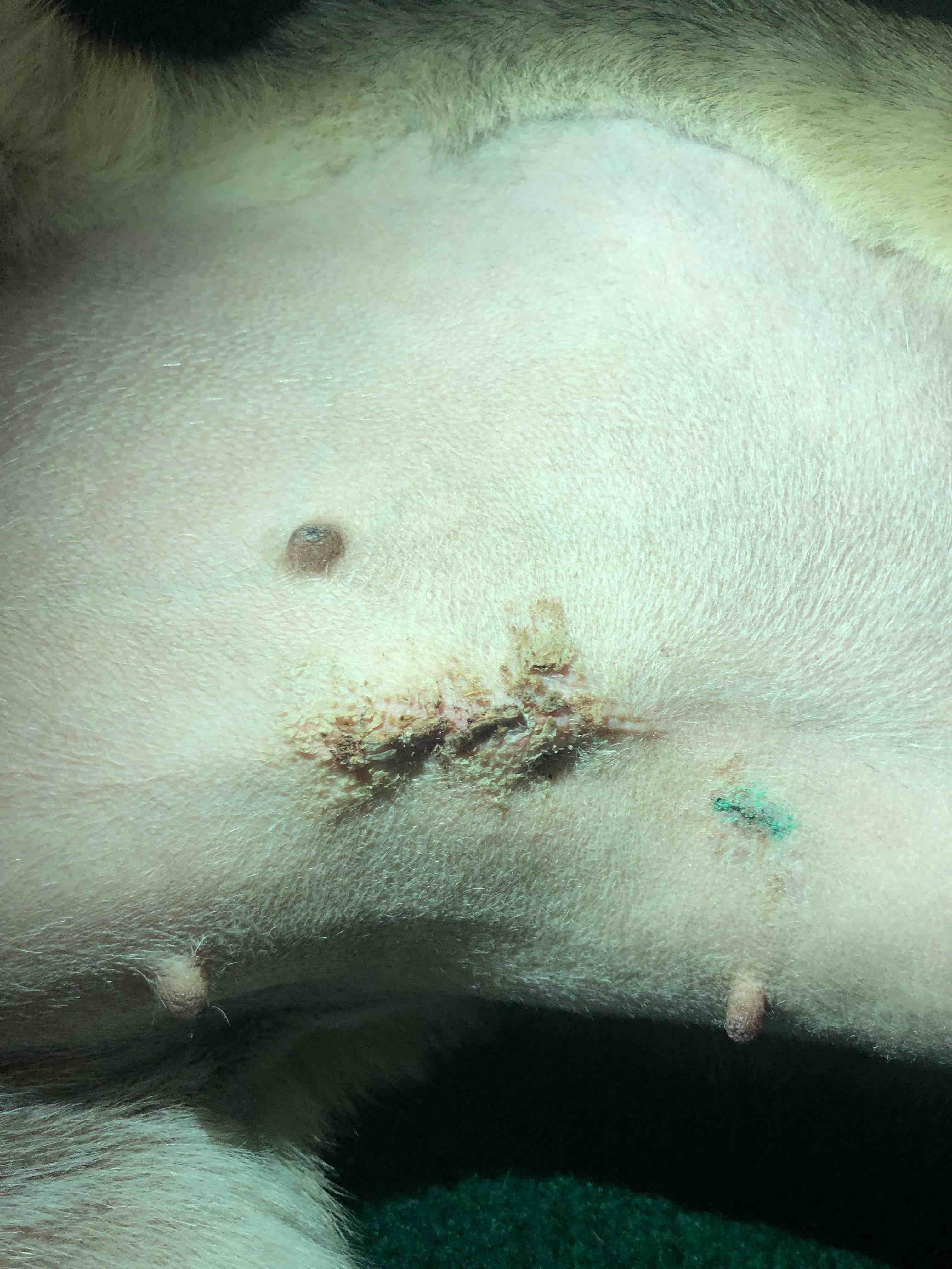 Is your dog's spay incision healing normally 5 days post-surgery? | Petco