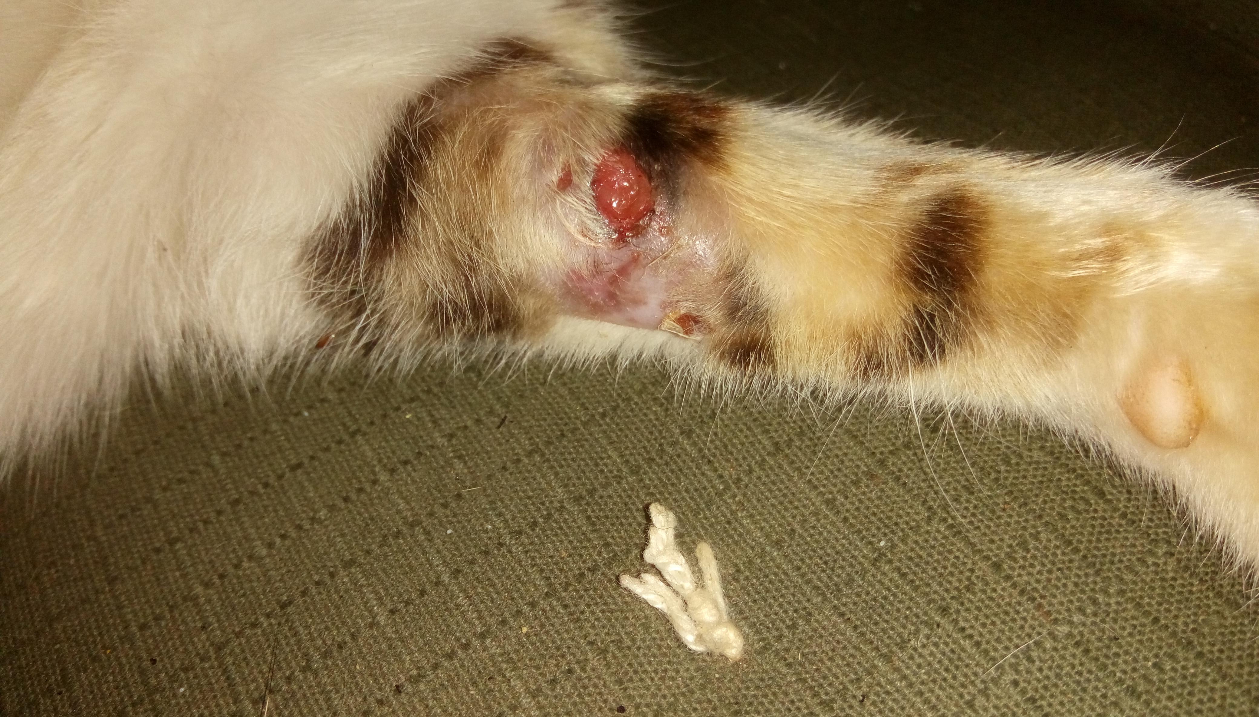 My Cat's Broken Leg: Painful Wounds & Punctures – What Are They? | Petco