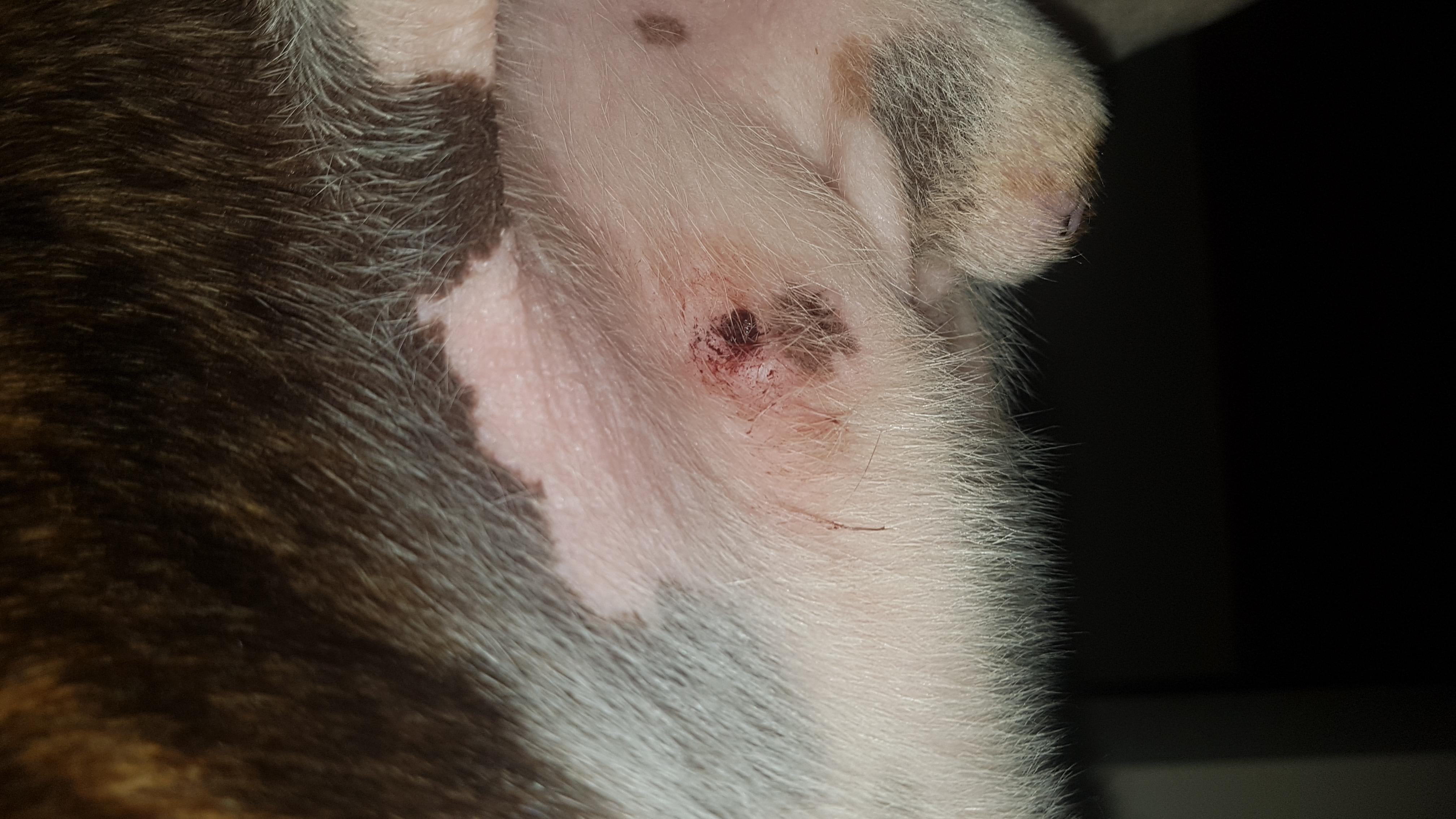 My dog has a bleeding bump. Could it be a tick or something else? | Petco