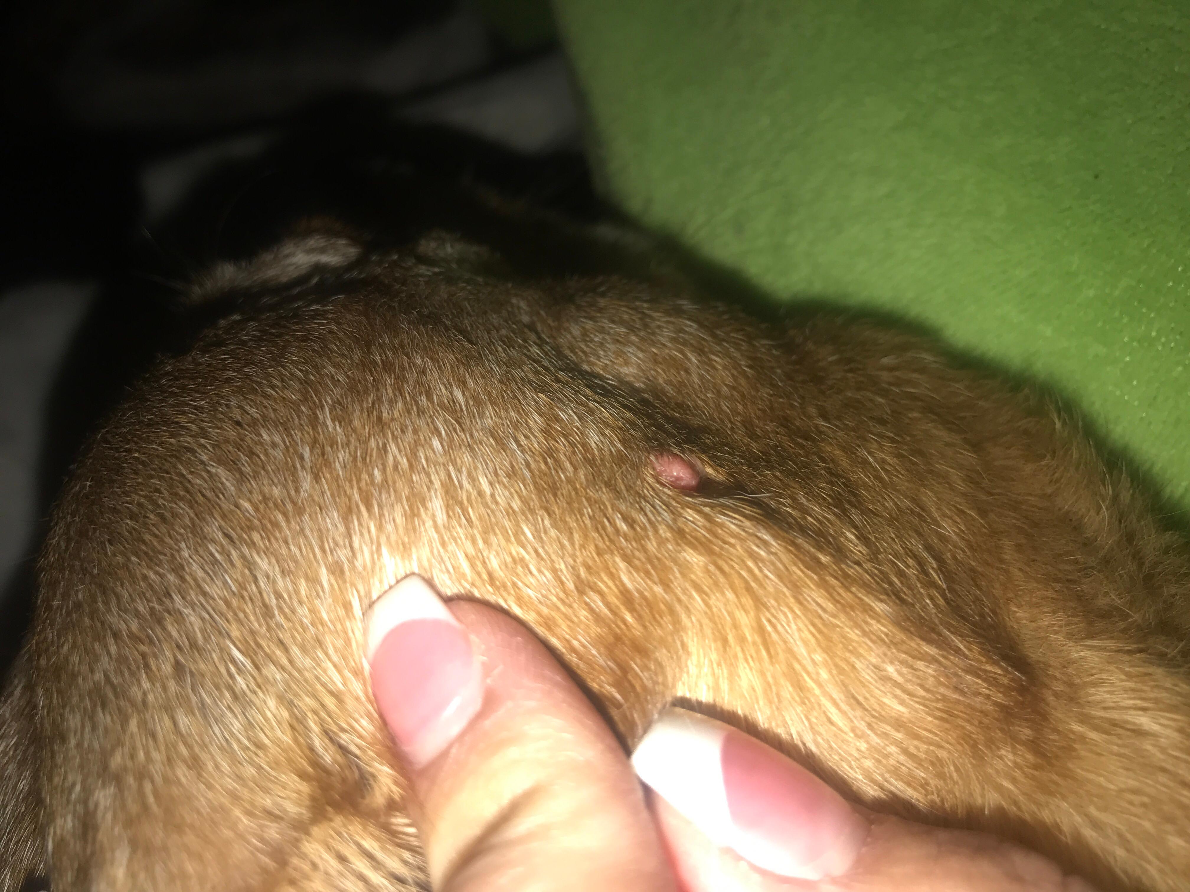 Is My Dog's Red Skin Tag-Like Bump Serious or Benign? | Petco