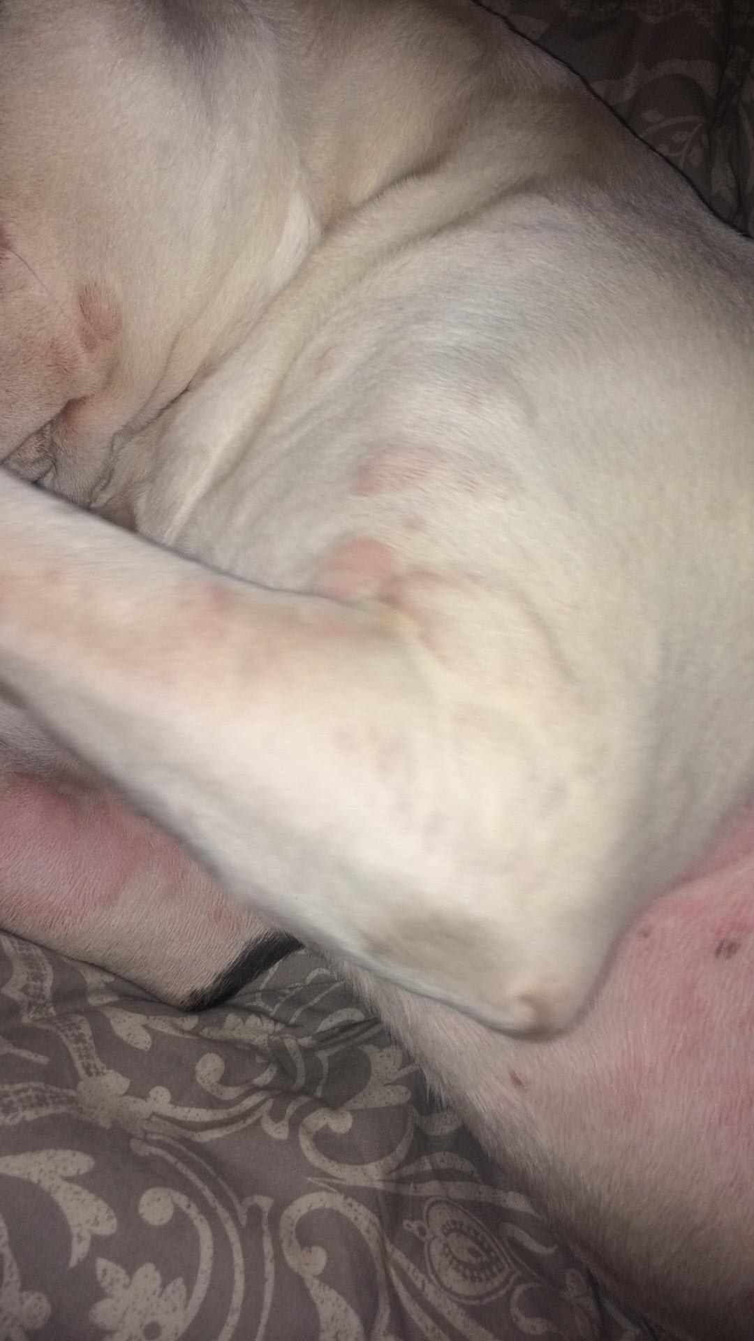 My dog has an itchy red lumpy rash and feels hot. What's wrong? | Petco