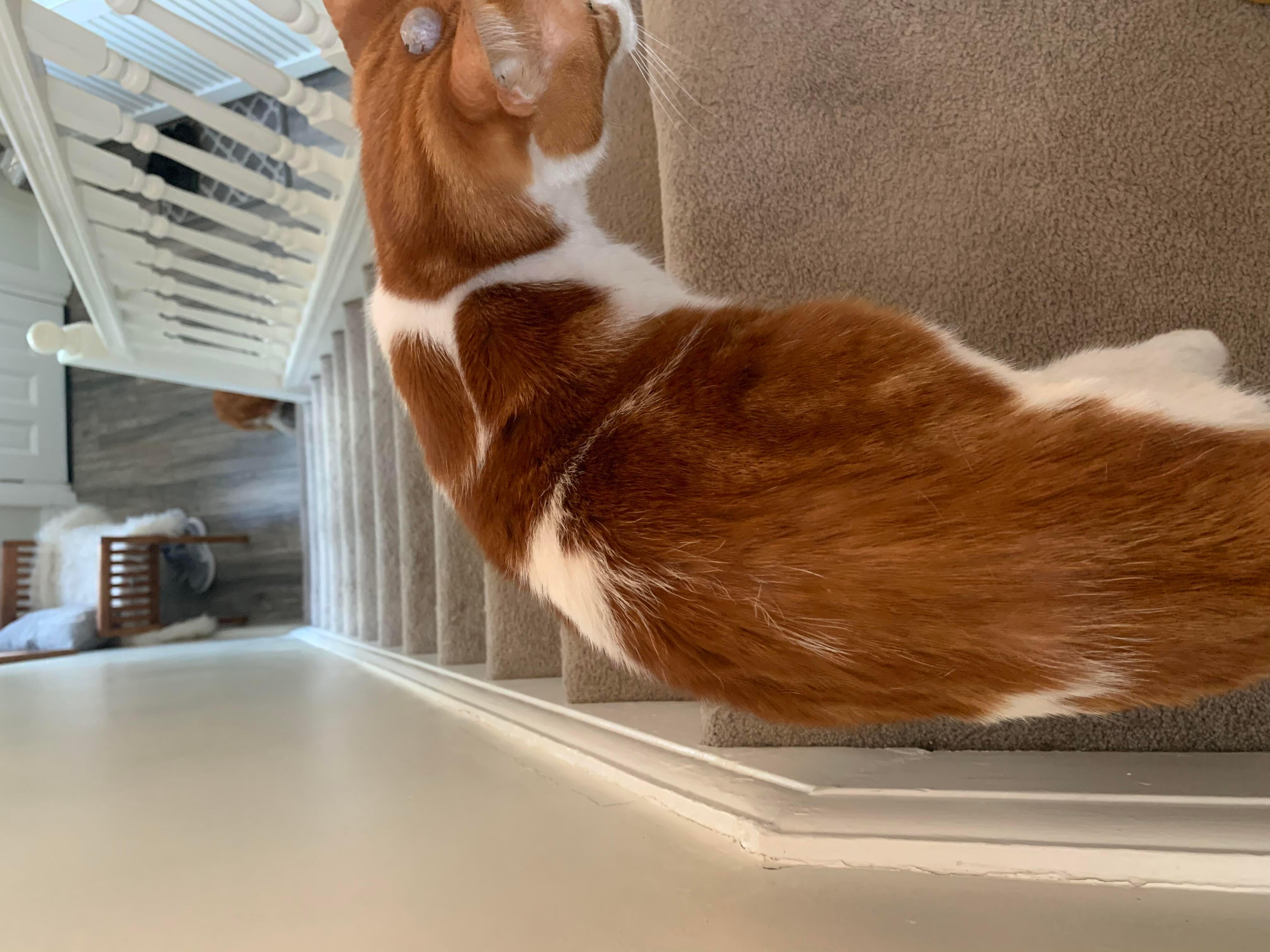 Why Is My Cat's Belly Bloated & Distended? Causes Explained | Petco